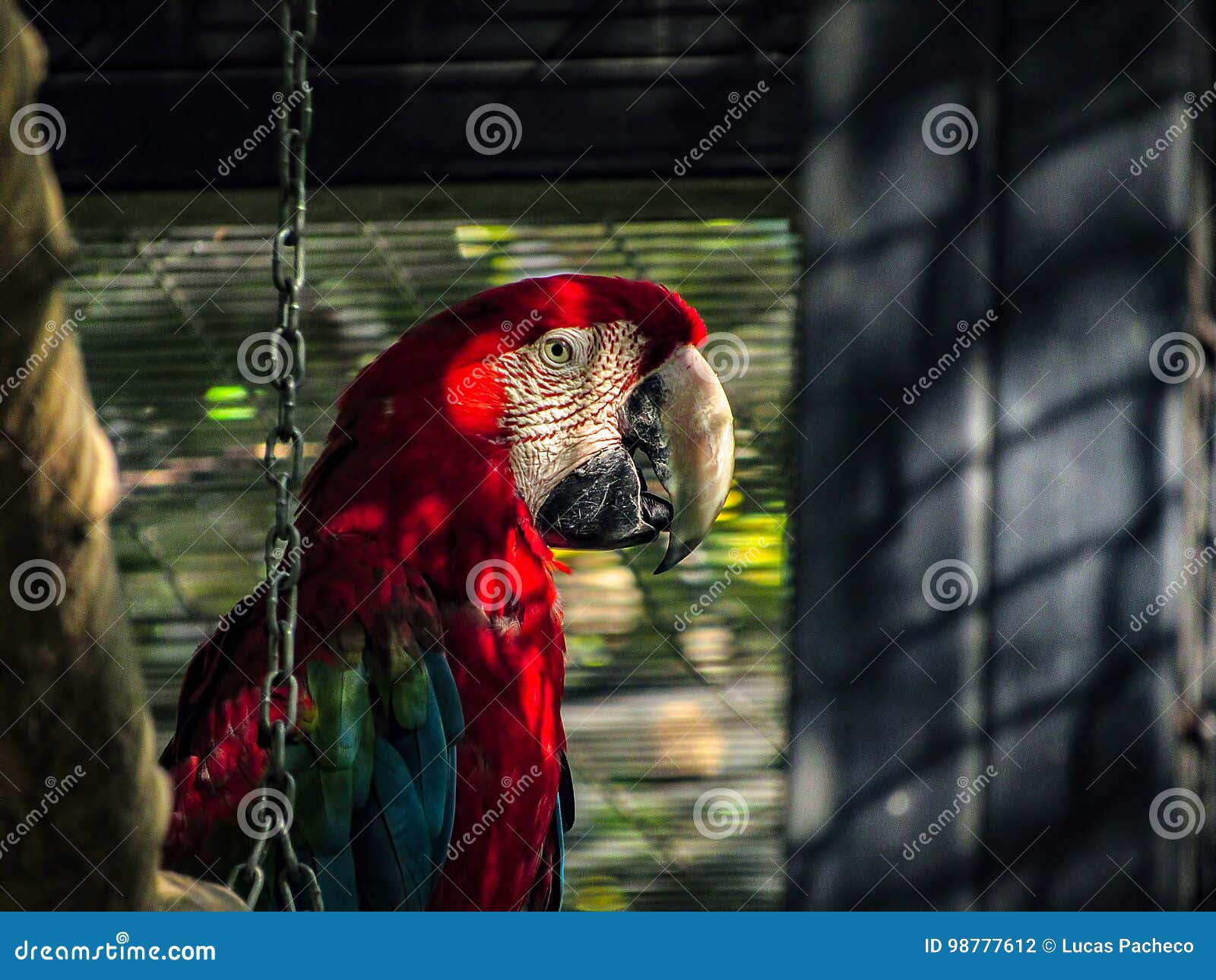 Macaw Standing on a Tree Branch in Aviary Stock Photo - Image of ...