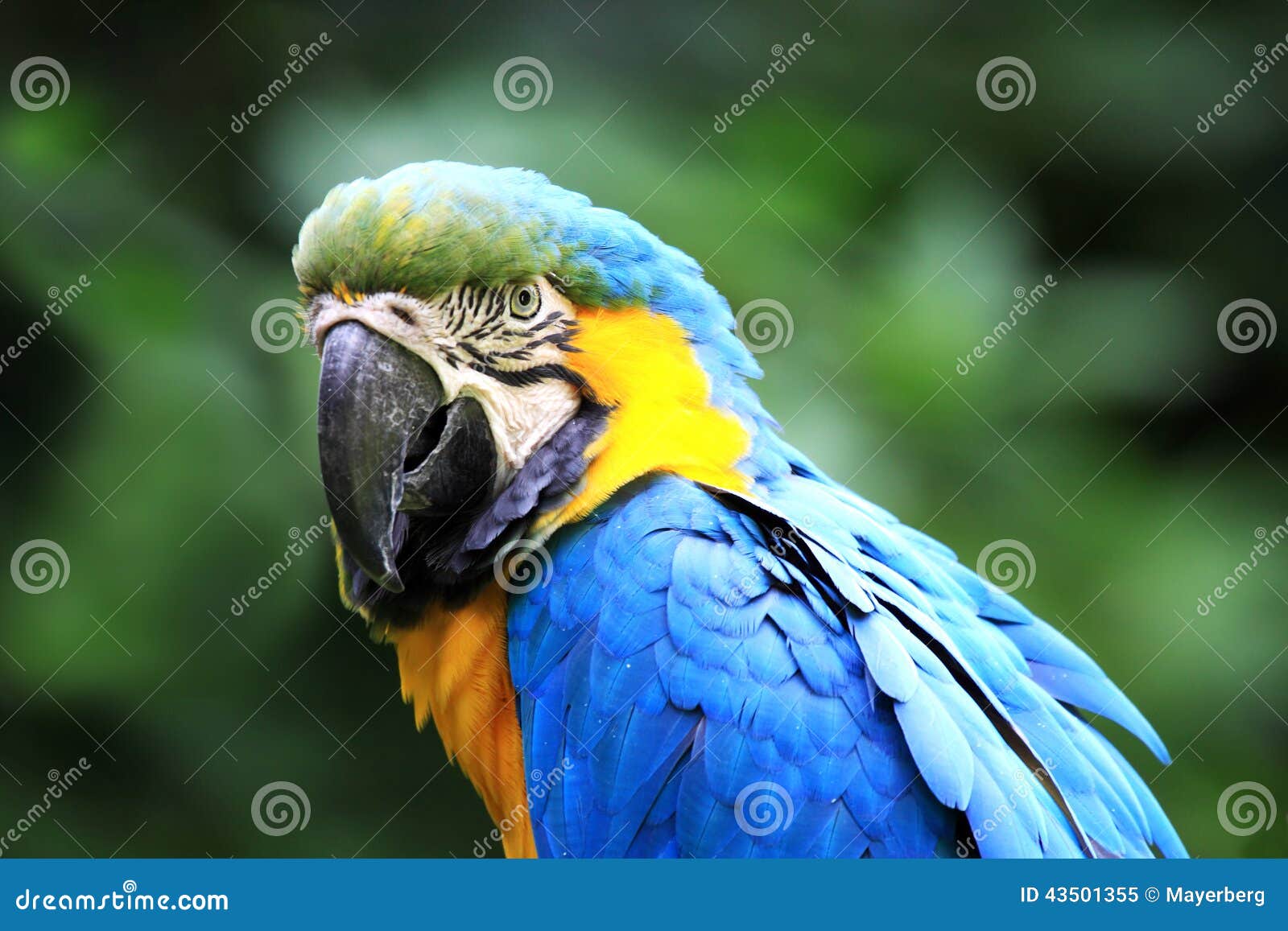 Macaw azul imagem de stock. Imagem de penas, animal, papagaio - 43501355