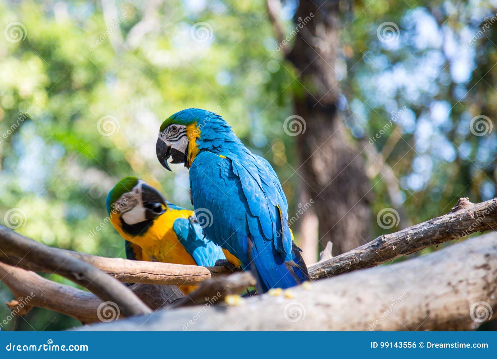 Macaw azul foto de archivo. Imagen de lindo, animal, pluma - 99143556