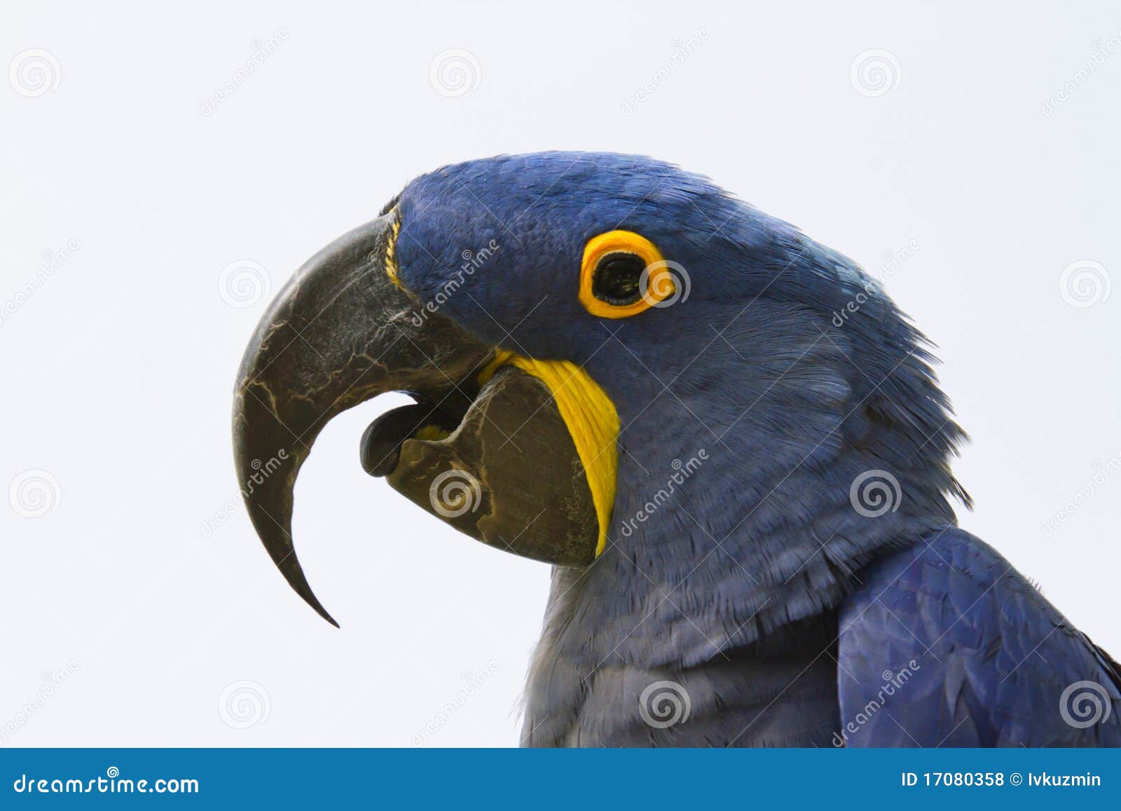 Macaw Azul (ararauna Del Ara) Foto de archivo - Imagen de america ...