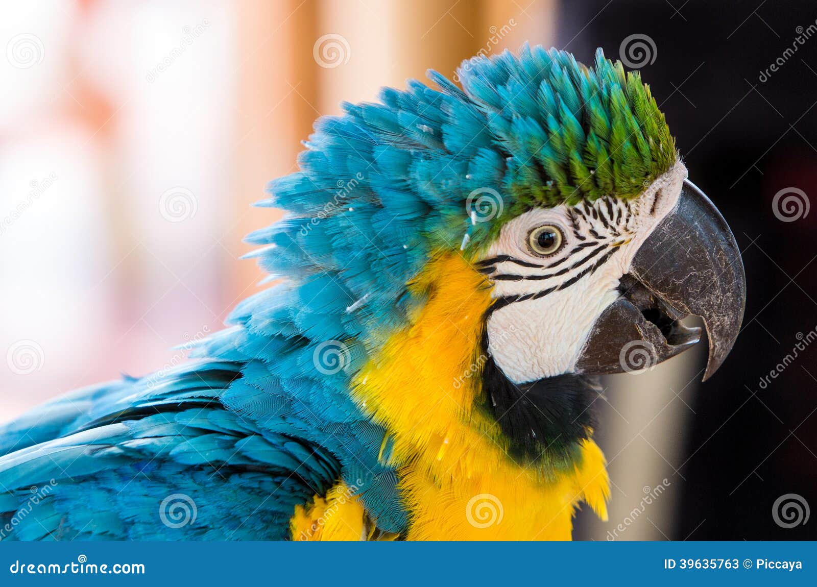 Macaw Azul Del Oro Del Loro Imagen de archivo - Imagen de plumas, ahora ...
