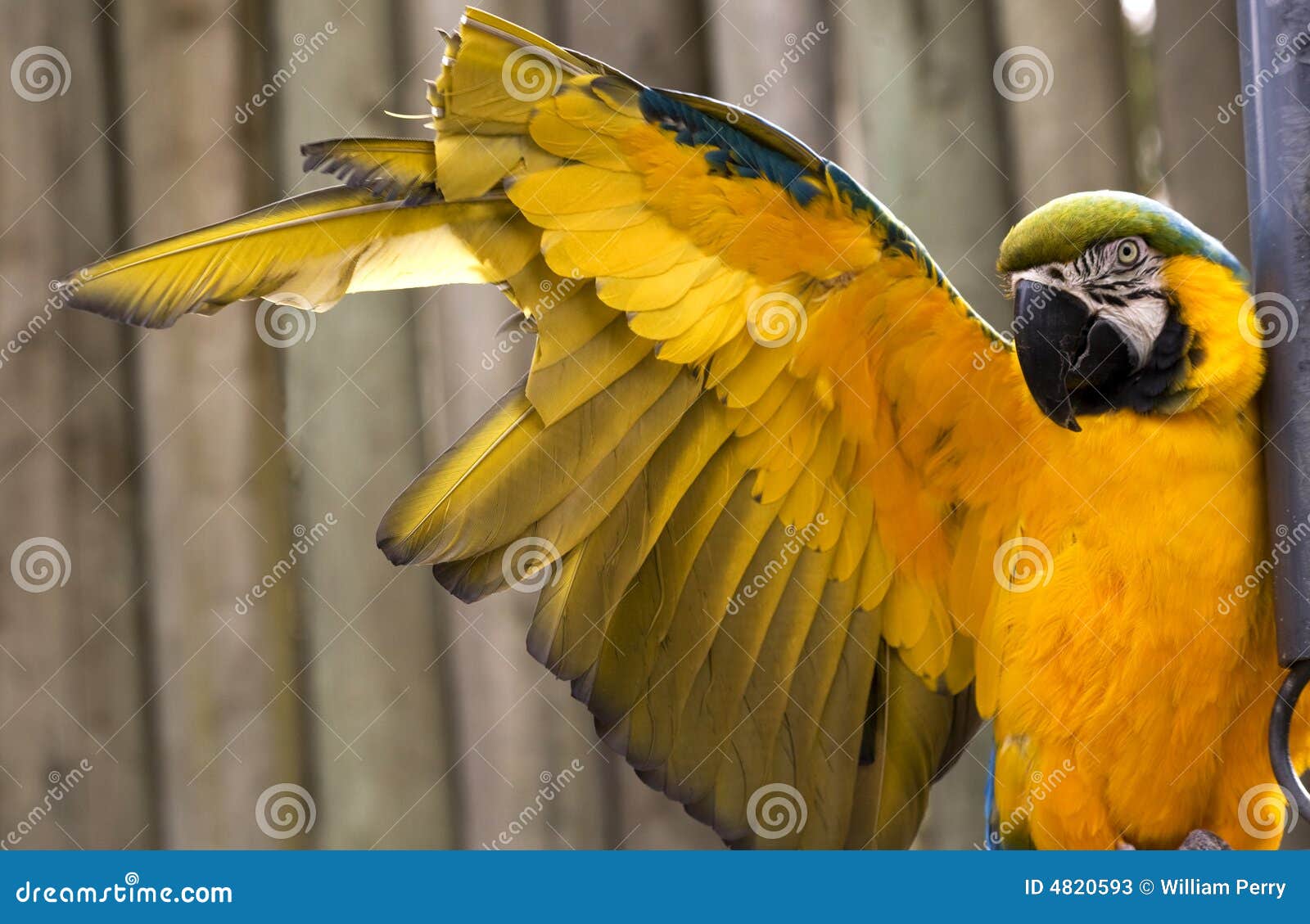 Macaw Azul Del Oro Que Estira El Ala Amarilla Imagen de archivo ...
