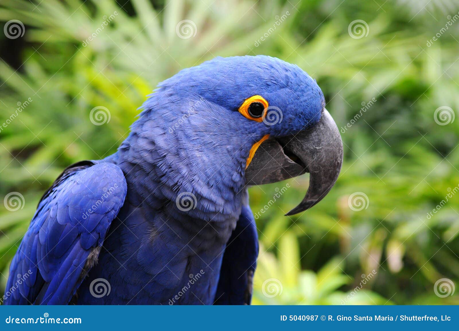 Macaw azul do Hyacinth imagem de stock. Imagem de colorido - 5040987