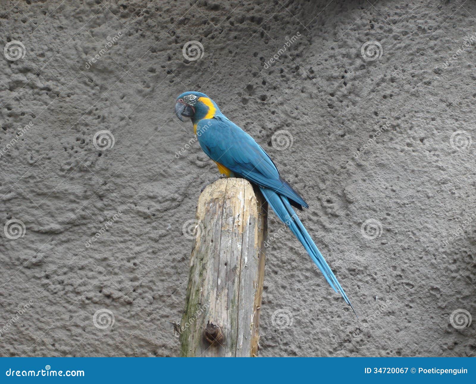Macaw Azul-throated - Glaucogularis Del Ara Imagen de archivo - Imagen ...