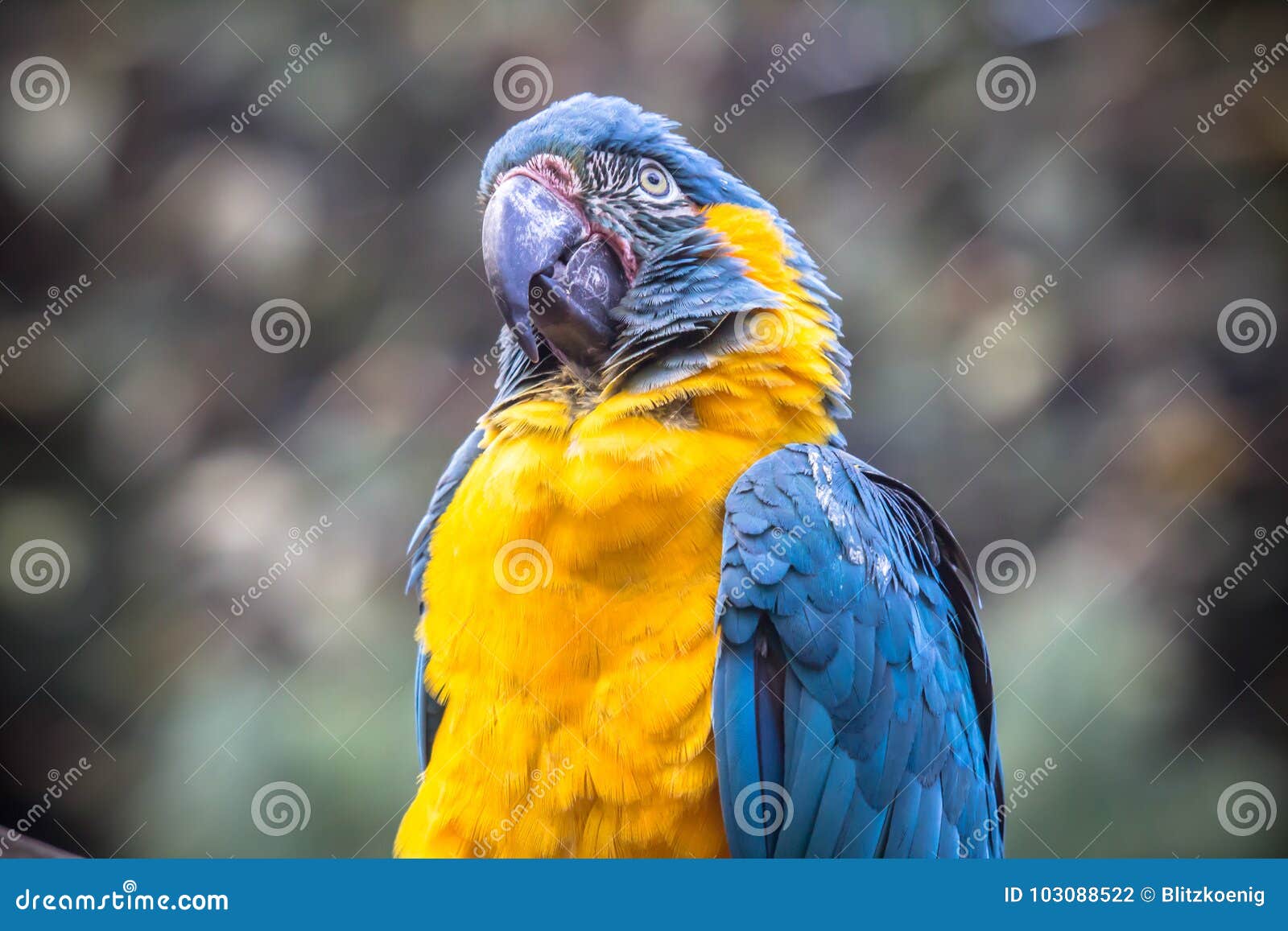 Loro Bonito Fotos de stock - Fotos libres de regalías de Dreamstime