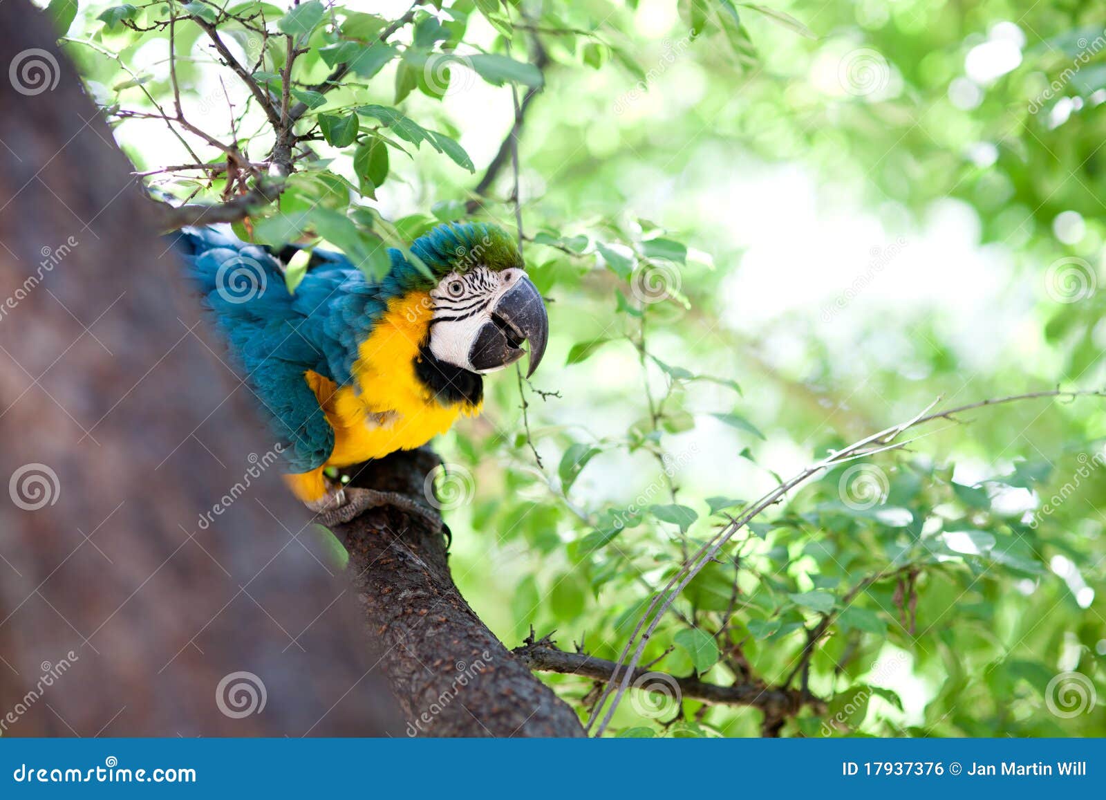 Macaw azul y amarillo foto de archivo. Imagen de machacar - 17937376