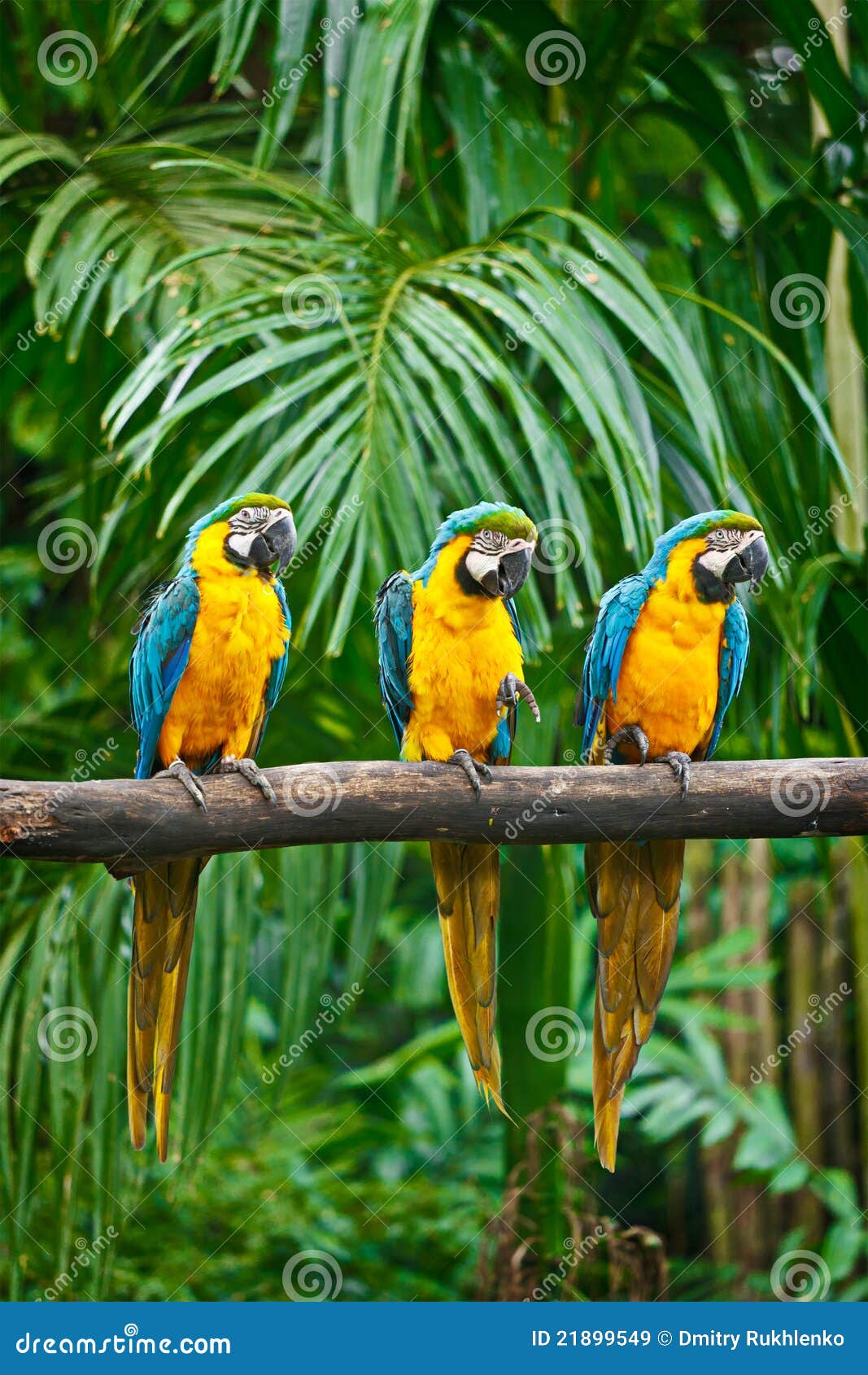 Macaw Azul-y-Amarillo imagen de archivo. Imagen de salvaje - 21899549