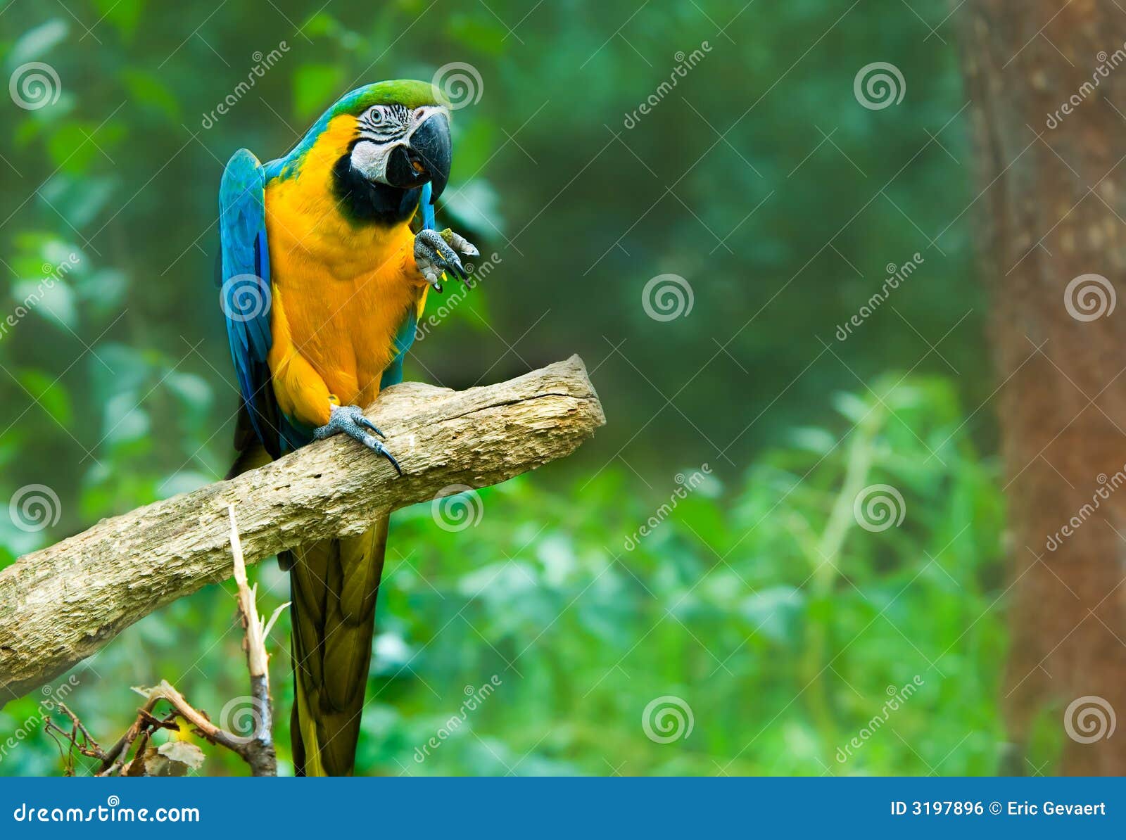 Macaw Azul-y-amarillo foto de archivo. Imagen de coloreado - 3197896