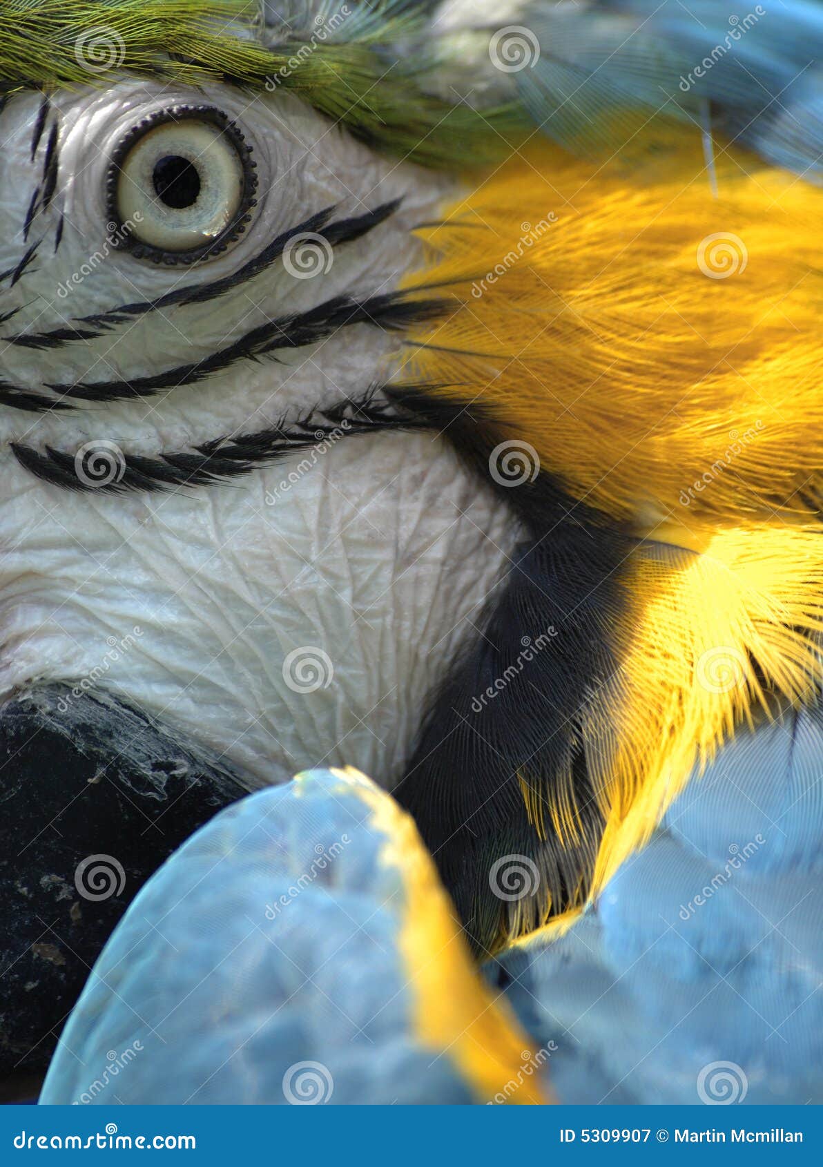 Macaw azul y amarillo imagen de archivo. Imagen de amarillo - 5309907