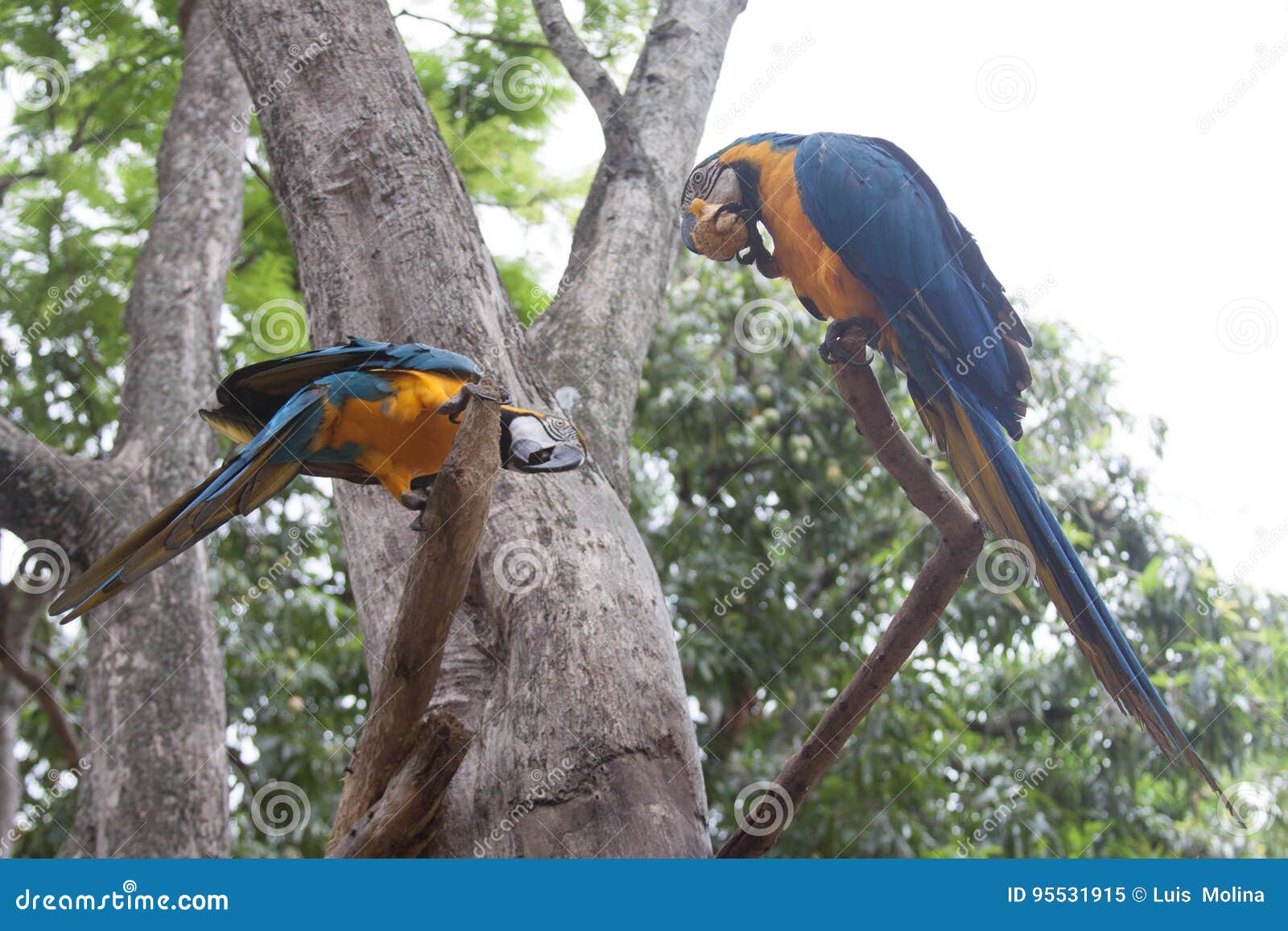Macaw Azul Y Amarillo Que Come Un Mango Imagen de archivo - Imagen de ...