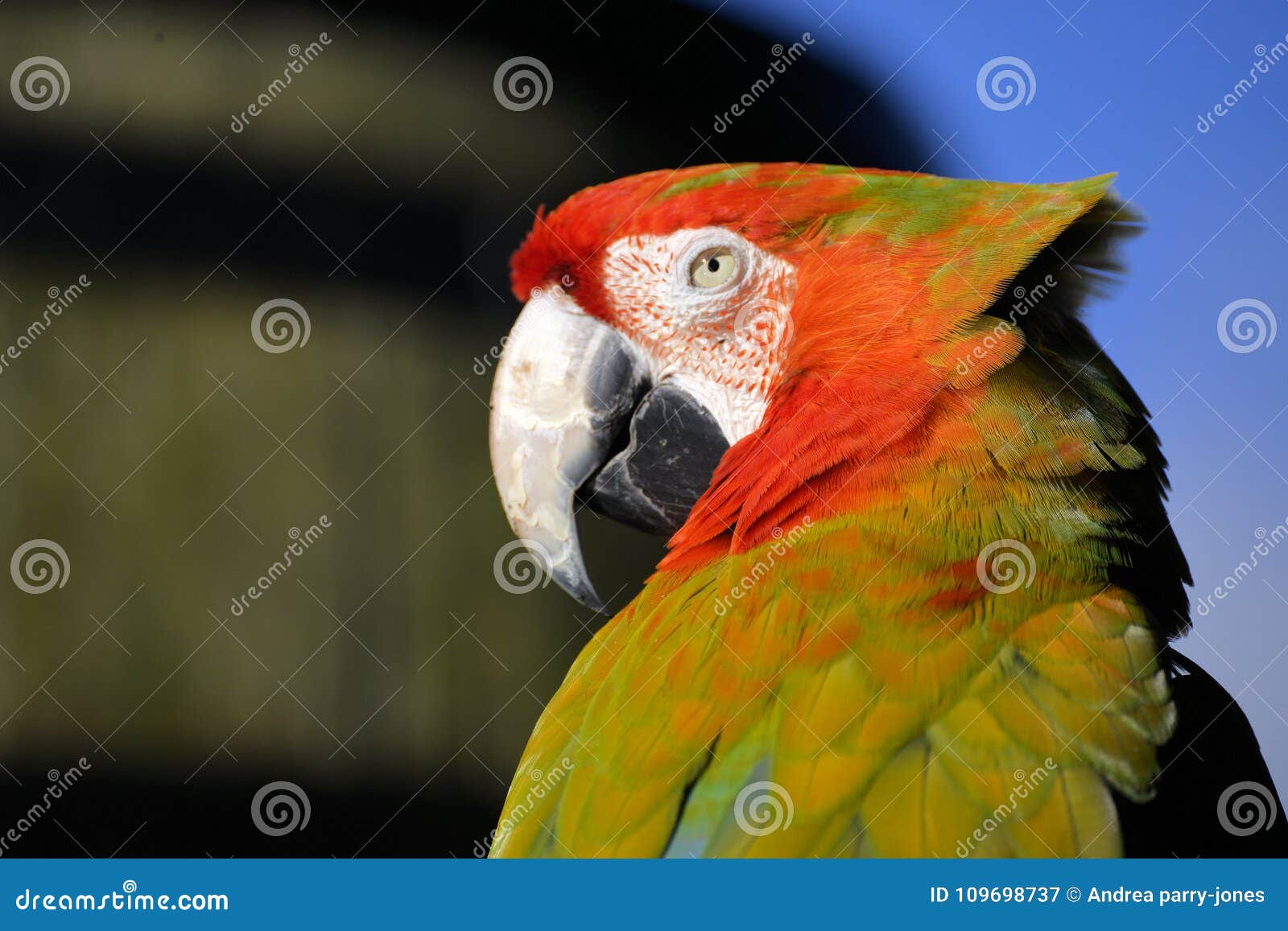 Macaw from the back stock image. Image of river, penguin - 109698737