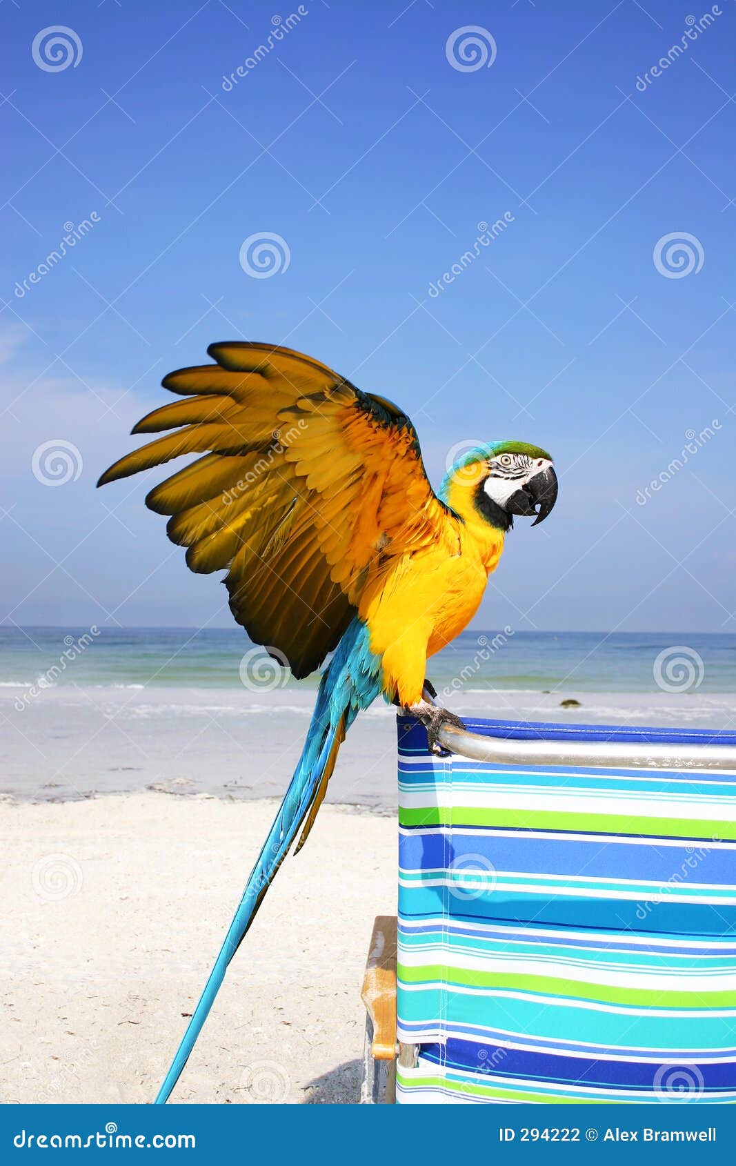 Macaw Beach stock photo. Image of sand, yellow, bird, flying - 294222