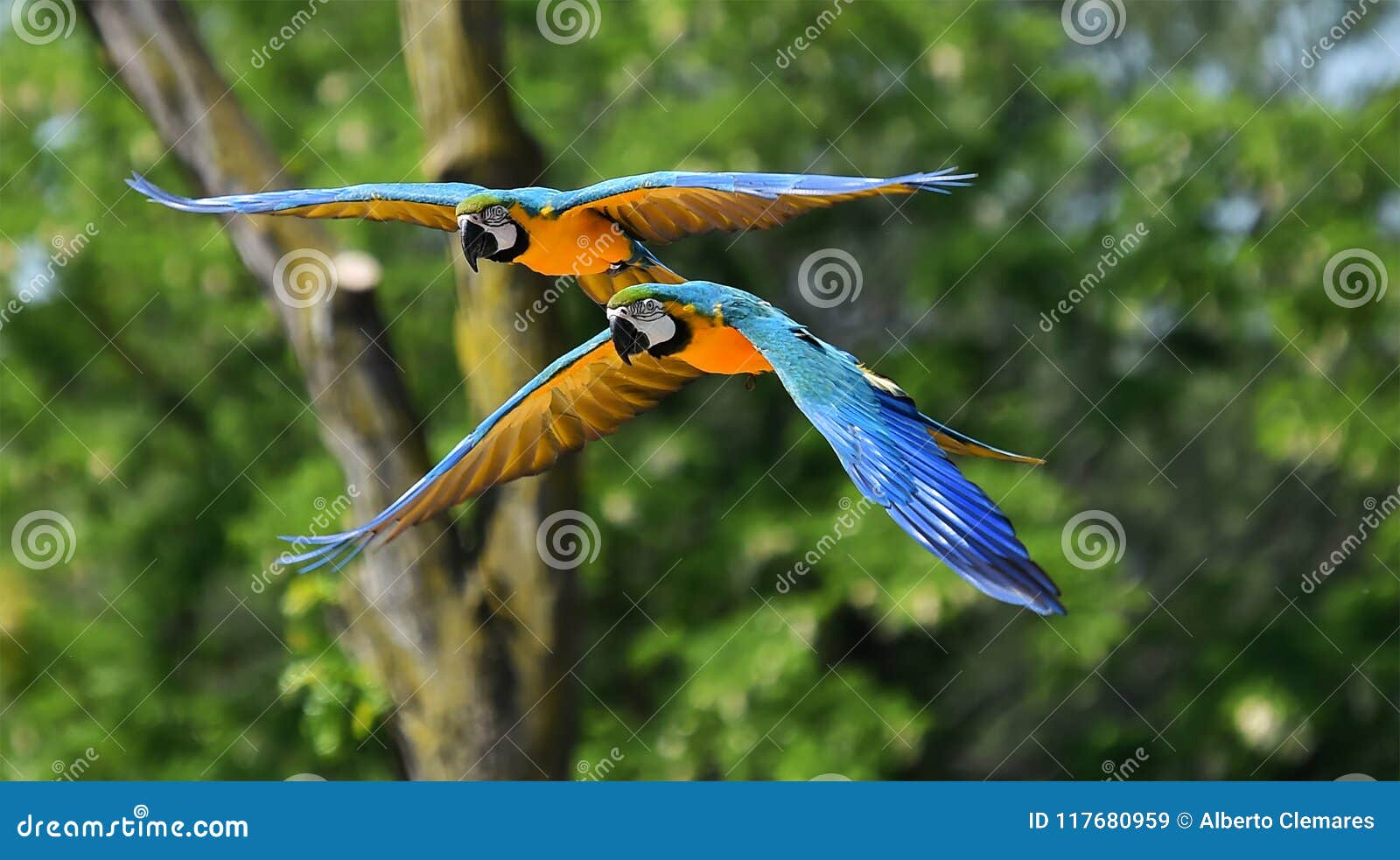 Macaw stock image. Image of grass, spanish, animal, macaw - 117680959