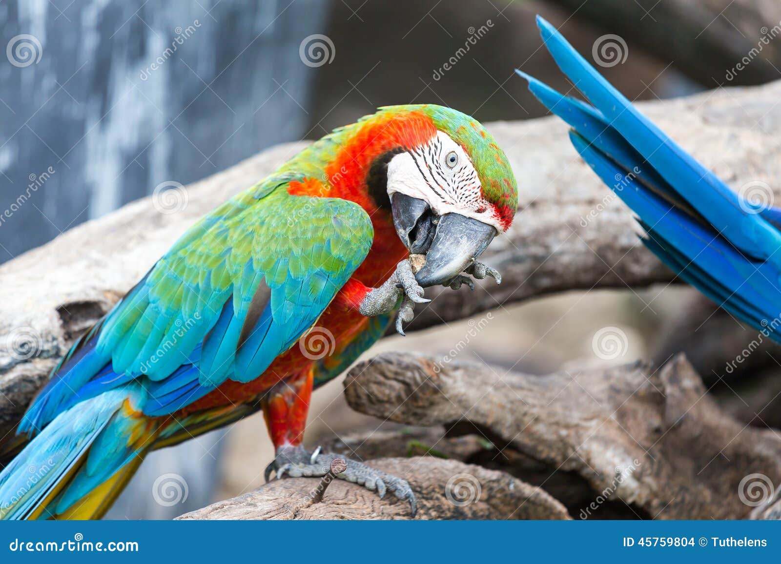 Macaw stock photo. Image of parrot, colorful, birds, life - 45759804