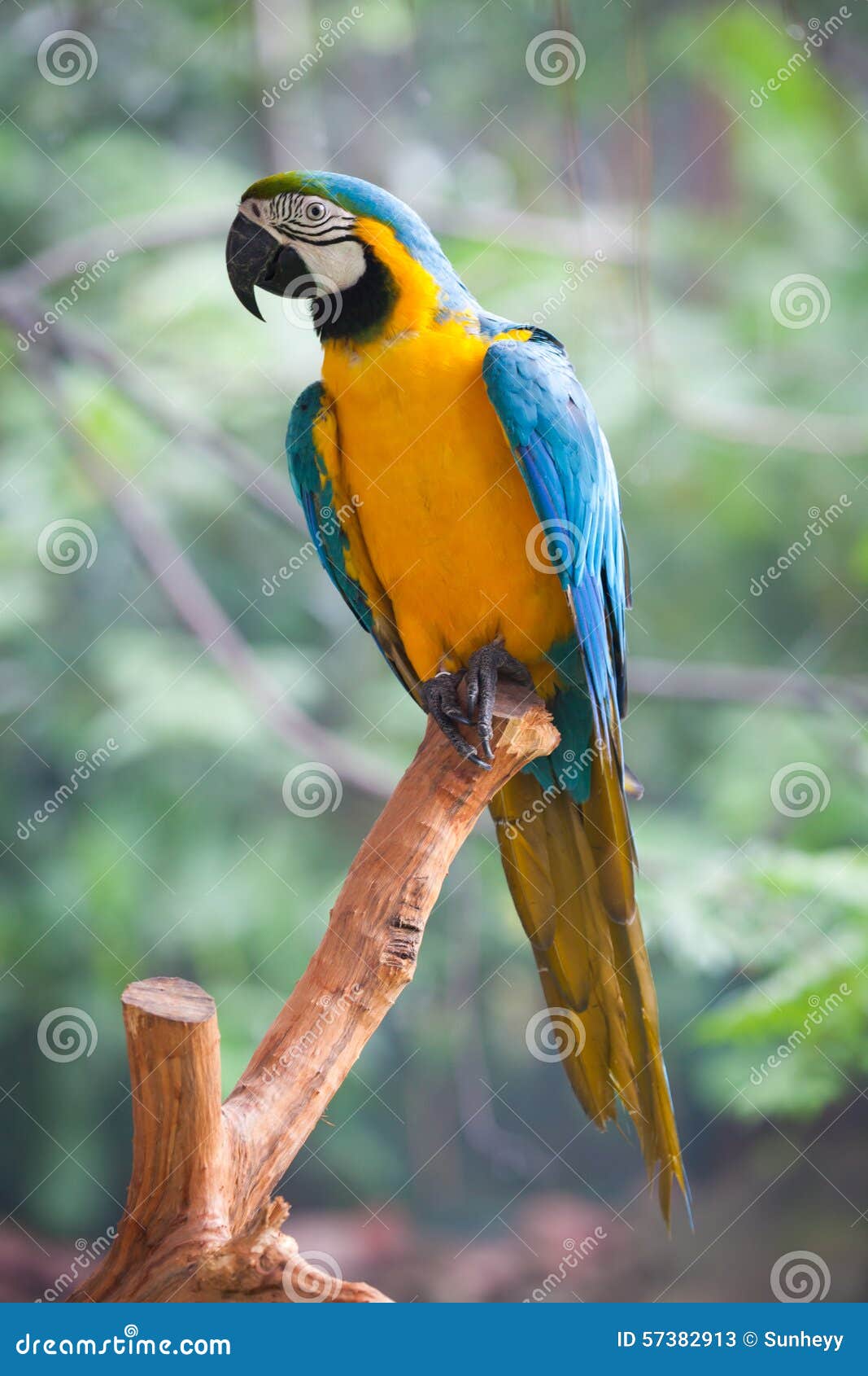 Macaw stock image. Image of zoological, salvador, mexico - 57382913