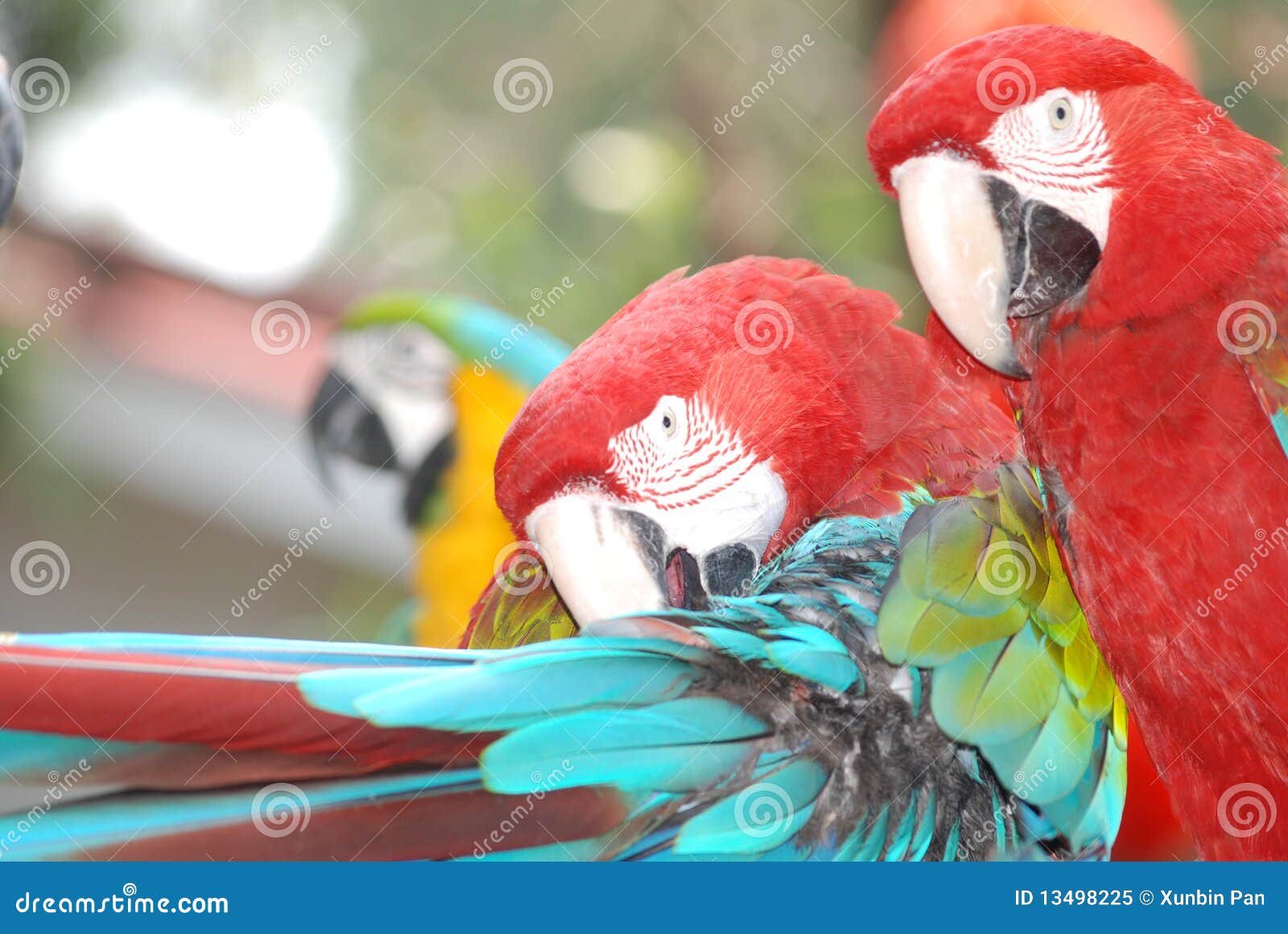 Macaw bird stock image. Image of avian, detail, colorful - 13498225