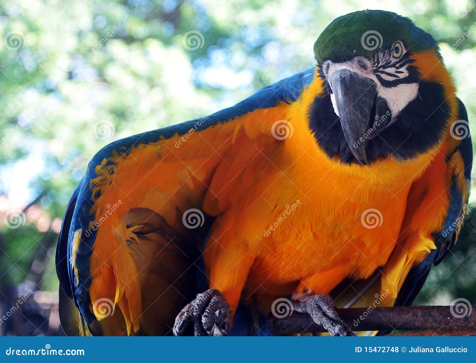 Macaw bird stock photo. Image of beak, colorful, outside - 15472748