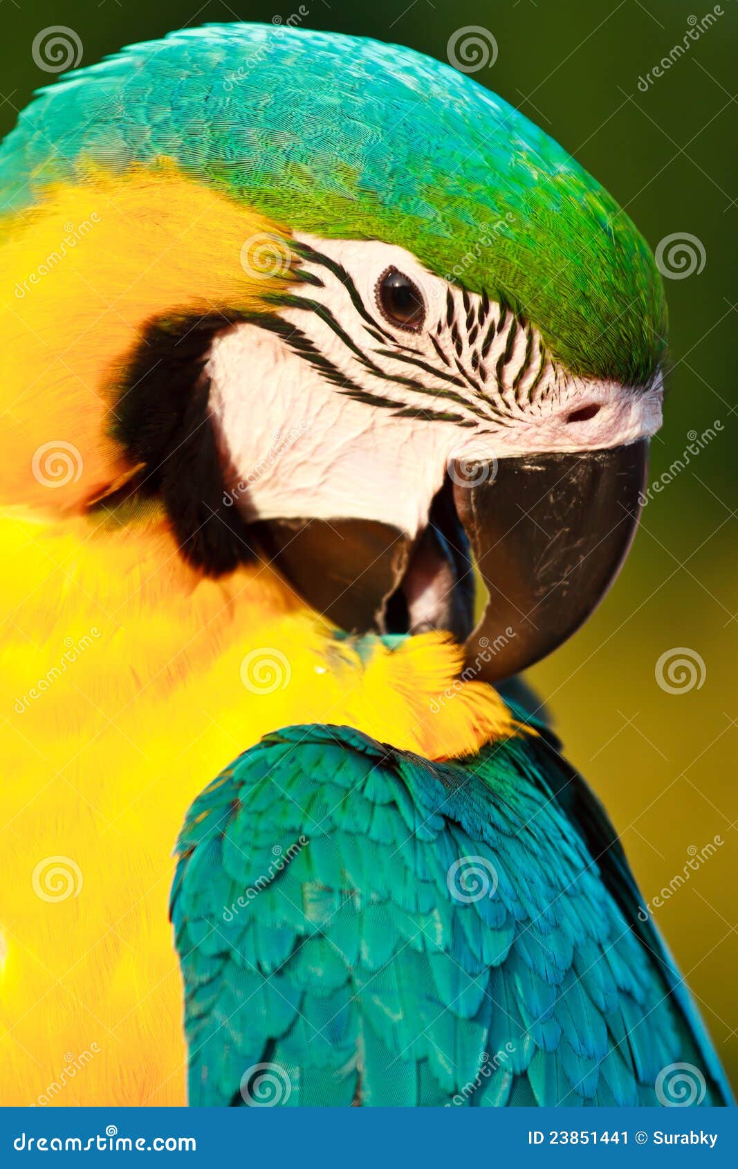 Macaw bird stock image. Image of cute, parrot, shot, animal - 23851441