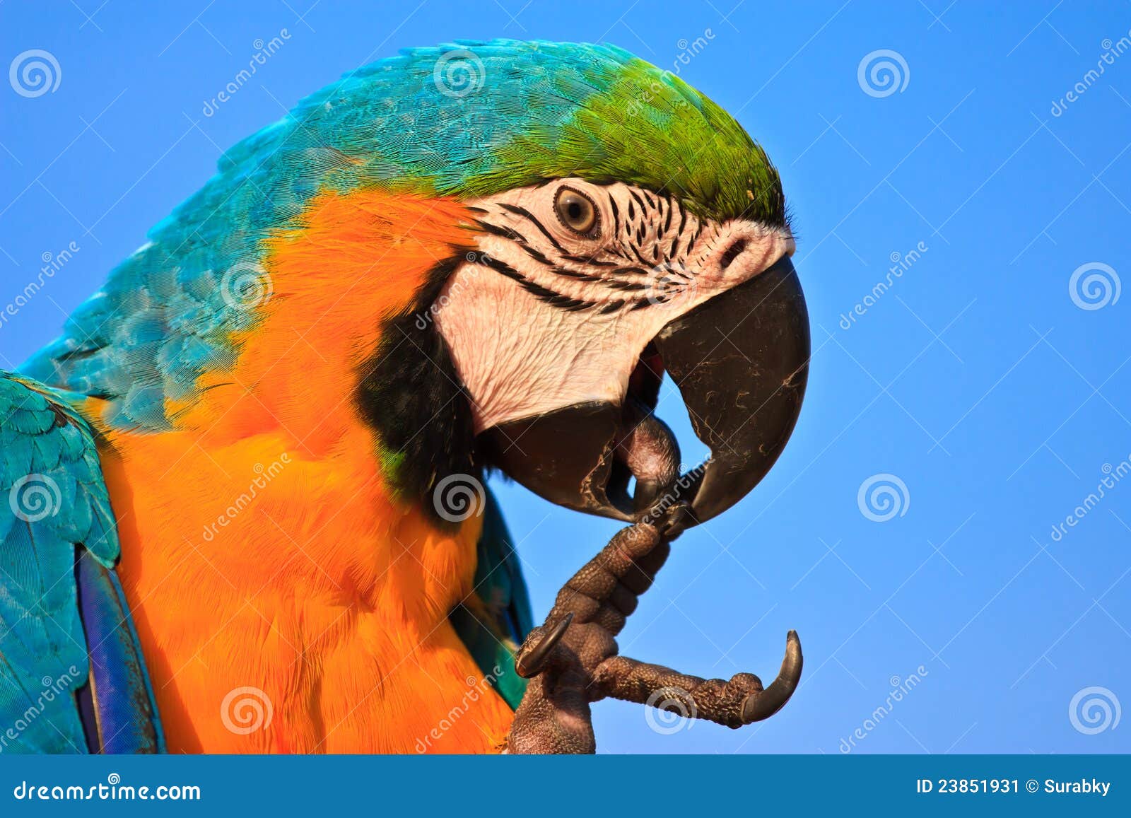 Macaw bird stock image. Image of natural, macaw, parrot - 23851931