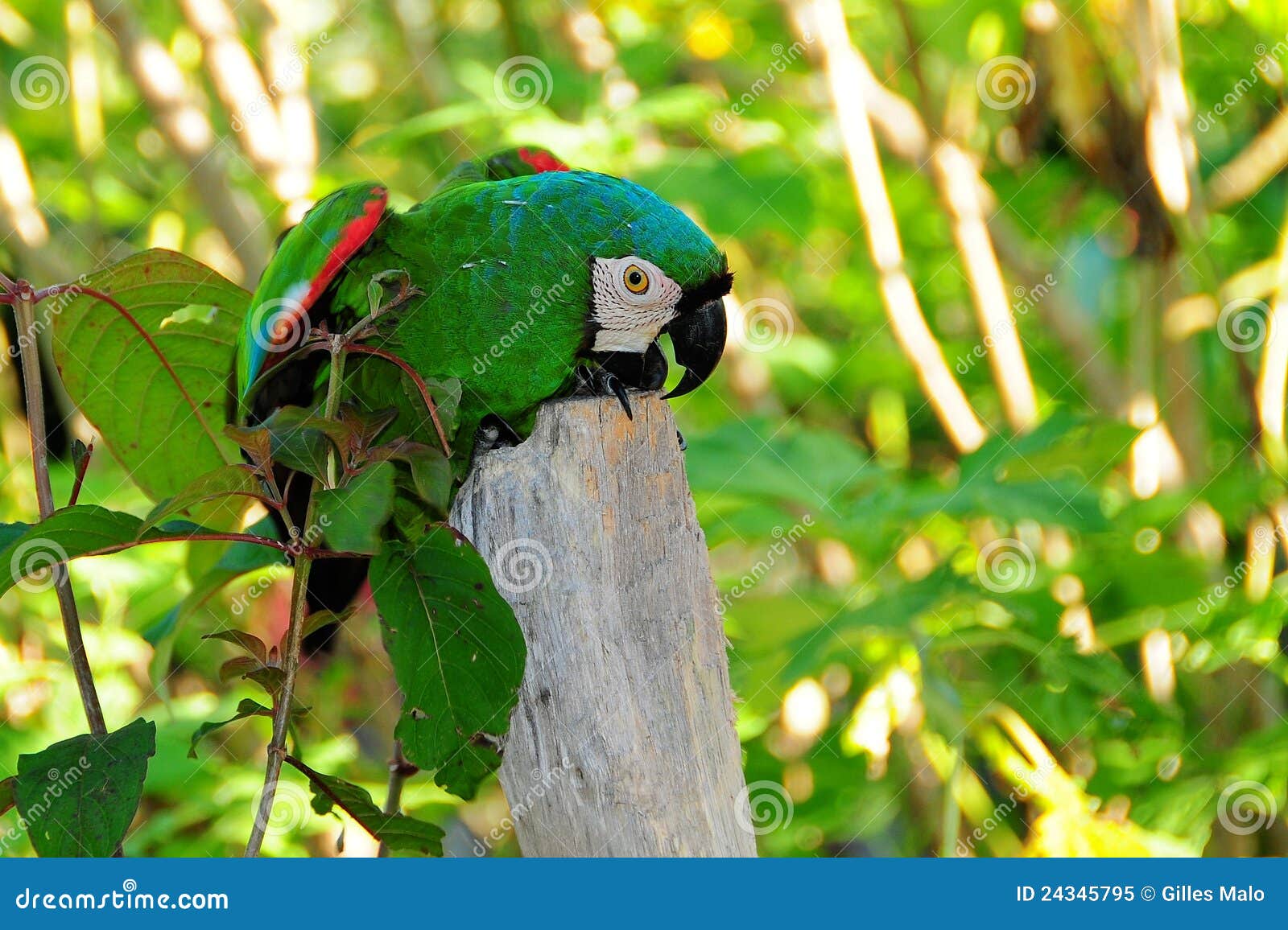 Macaw Bird stock image. Image of green, color, animal - 24345795