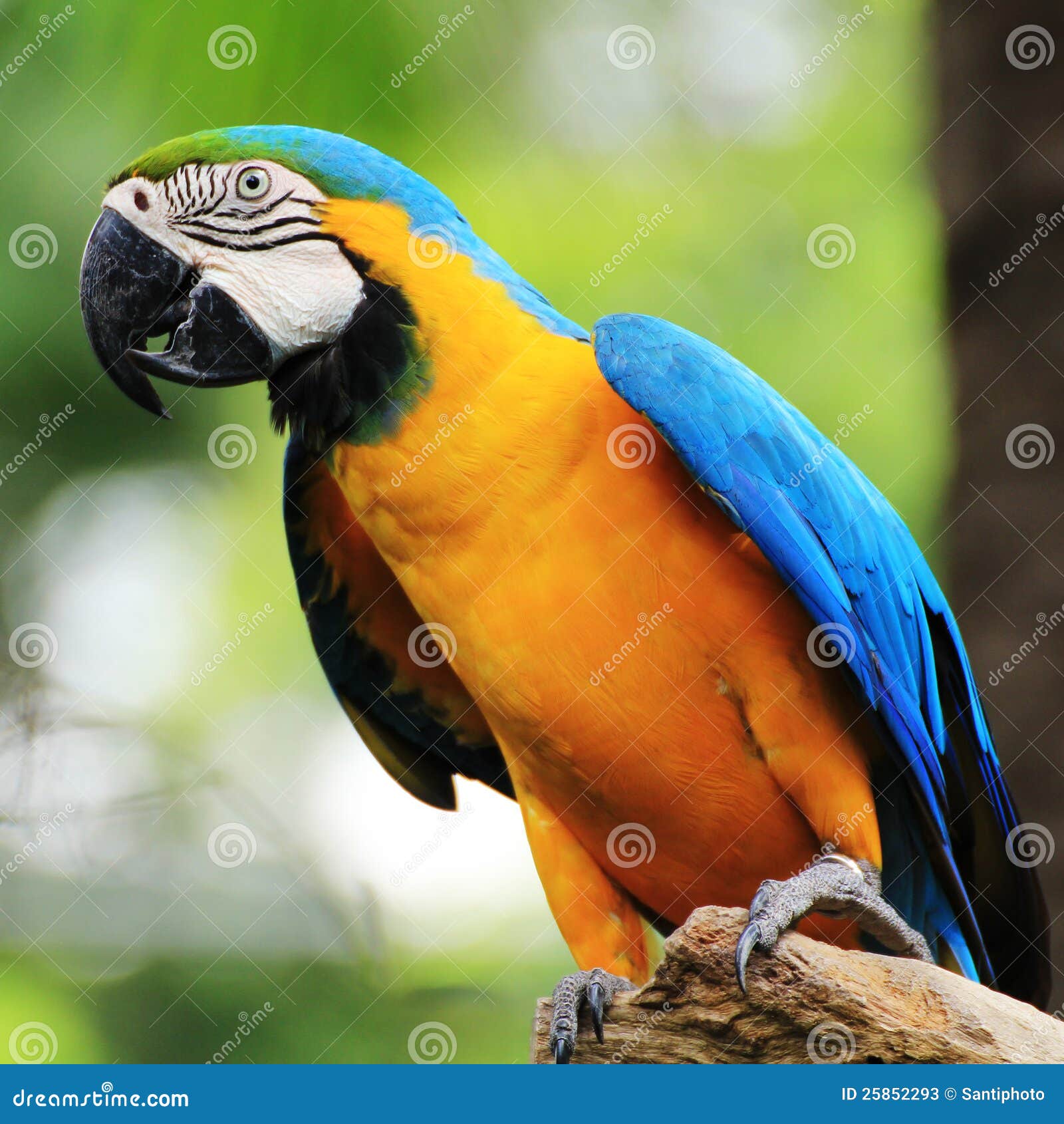 Macaw Bird [Ara ararauna] stock image. Image of blue - 25852293