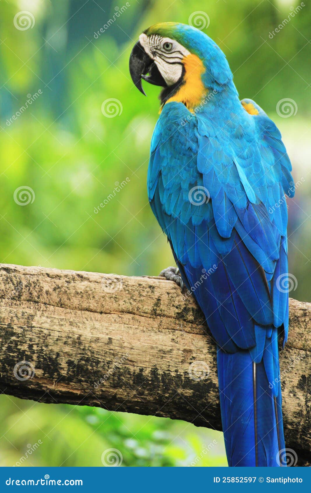 Macaw bird[Ara ararauna] stock image. Image of colourful - 25852597