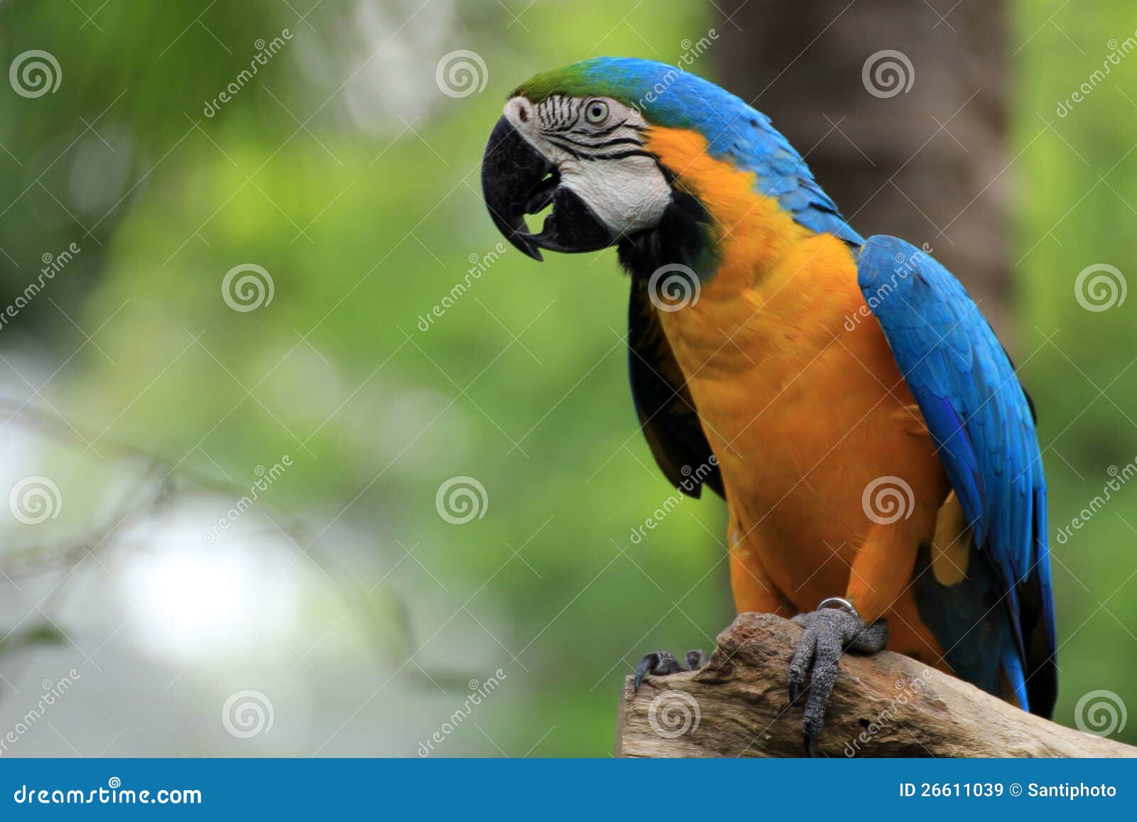 Bird Ara Ararauna, Blue And Yellow Macaw Aka Arara Caninde, Exotic ...