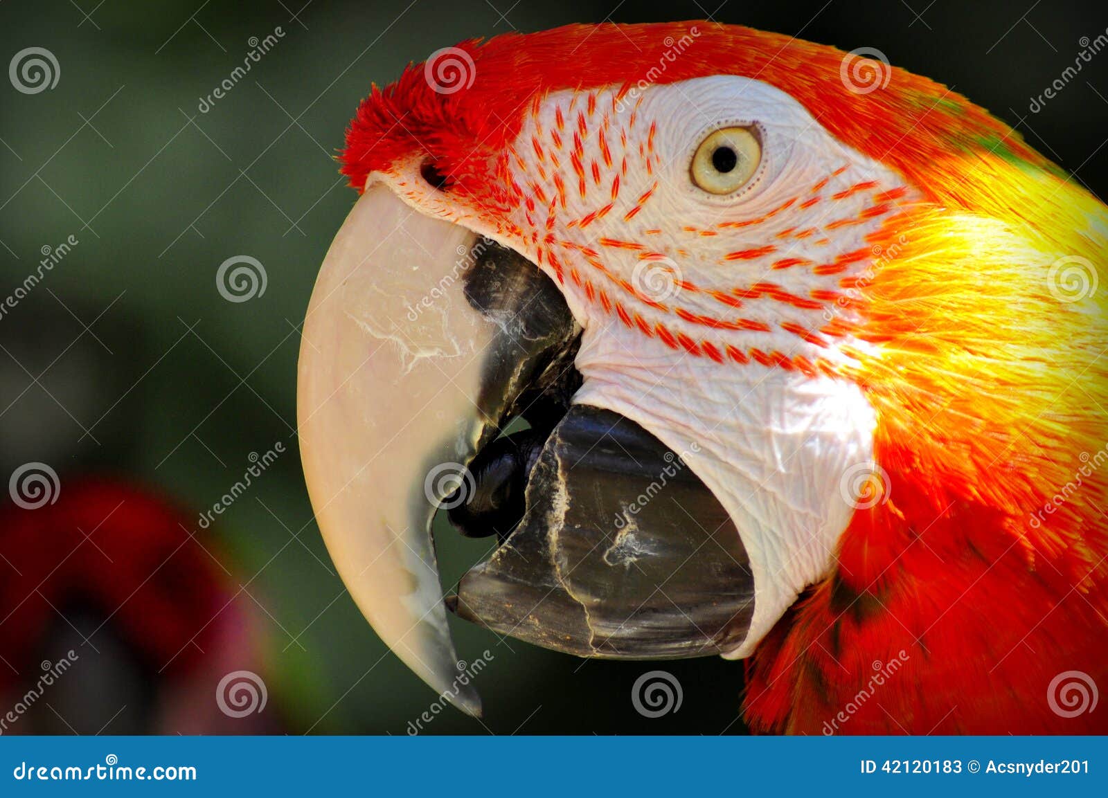 Macaw Bird stock image. Image of macaw, parrot, eyes - 42120183