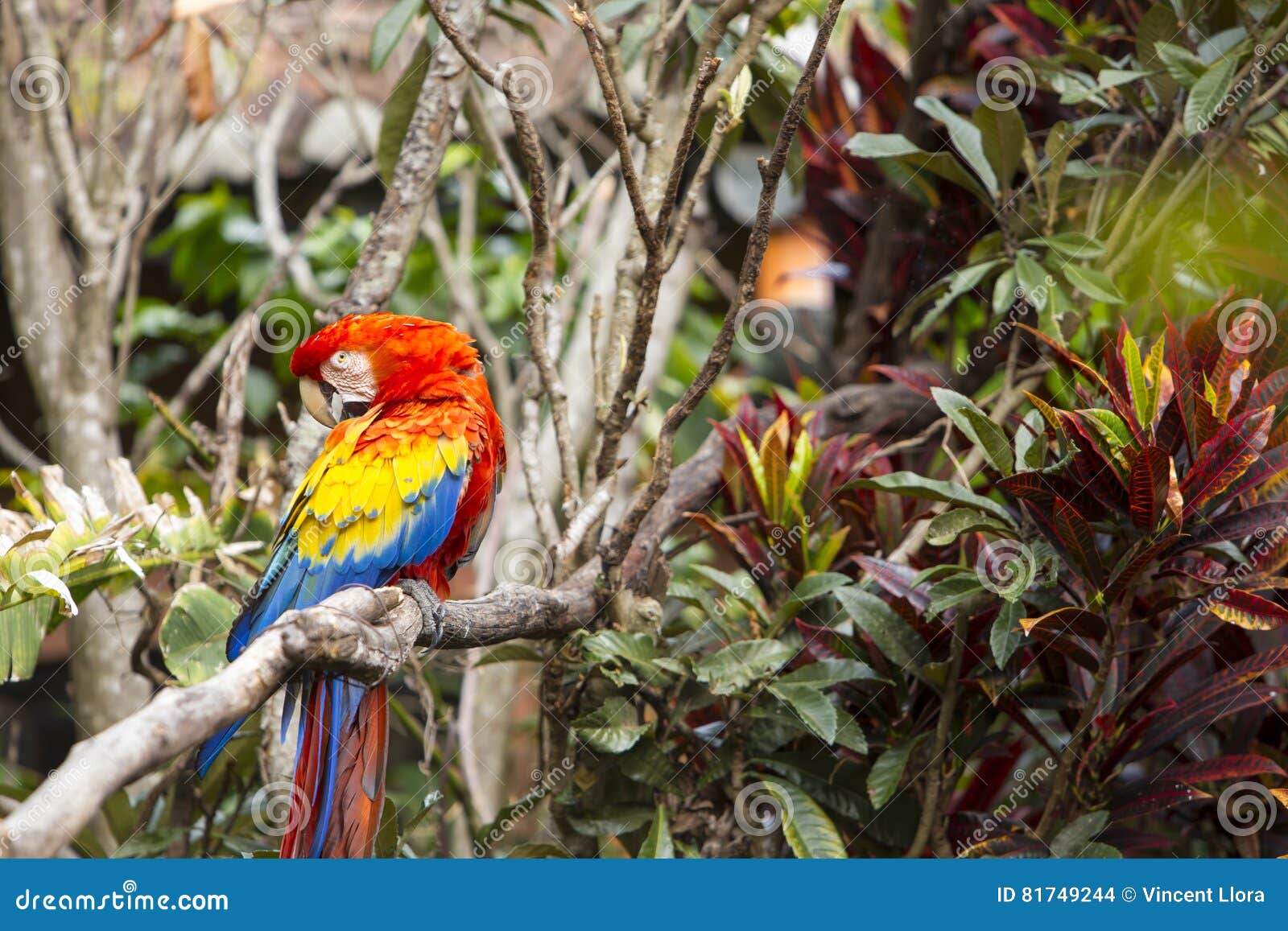 Macaw Bird in the Jungle Preening while Sitting in a Tree Stock Photo ...