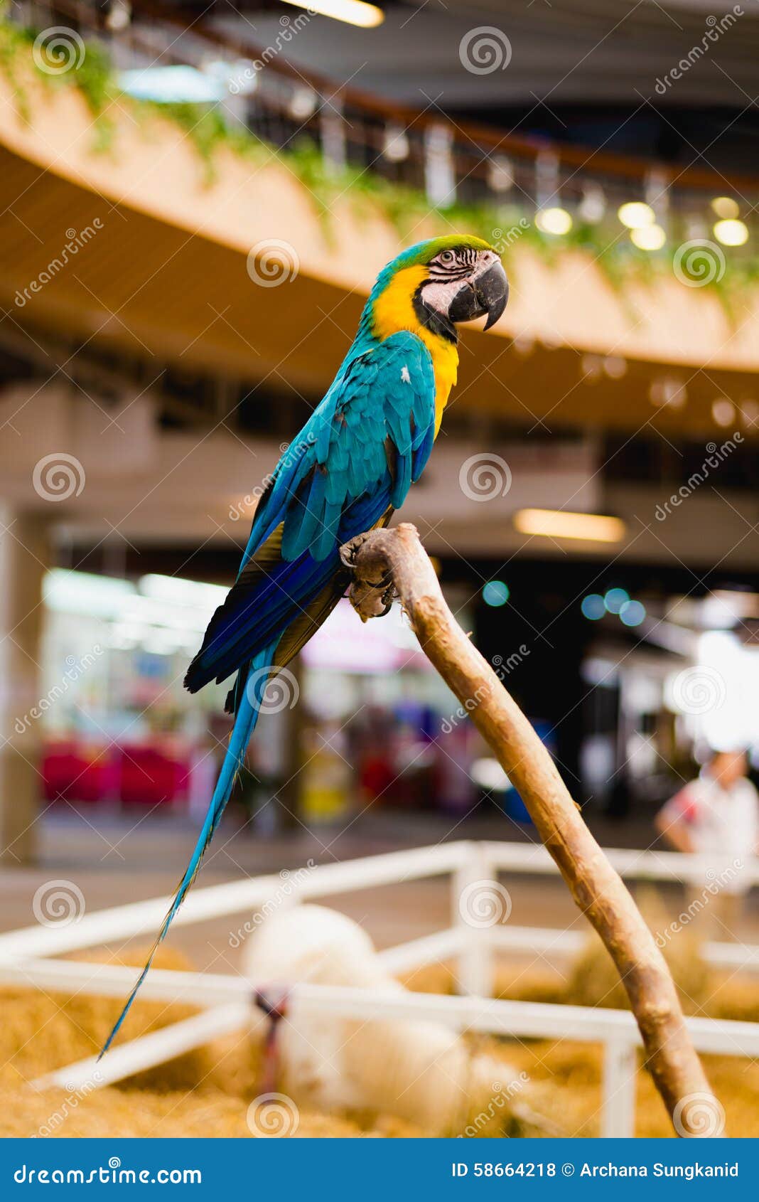 Macaw Bird Life stock photo. Image of bird, jungle, forest - 58664218