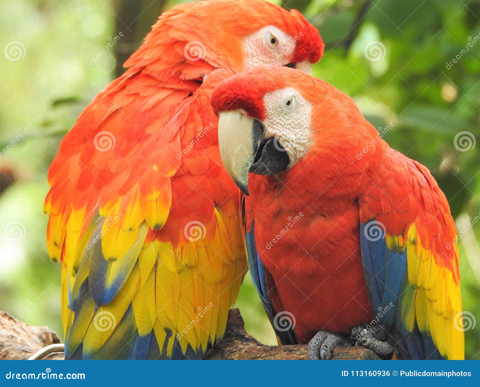 Macaw, Bird, Parrot, Beak Picture. Image: 113160936