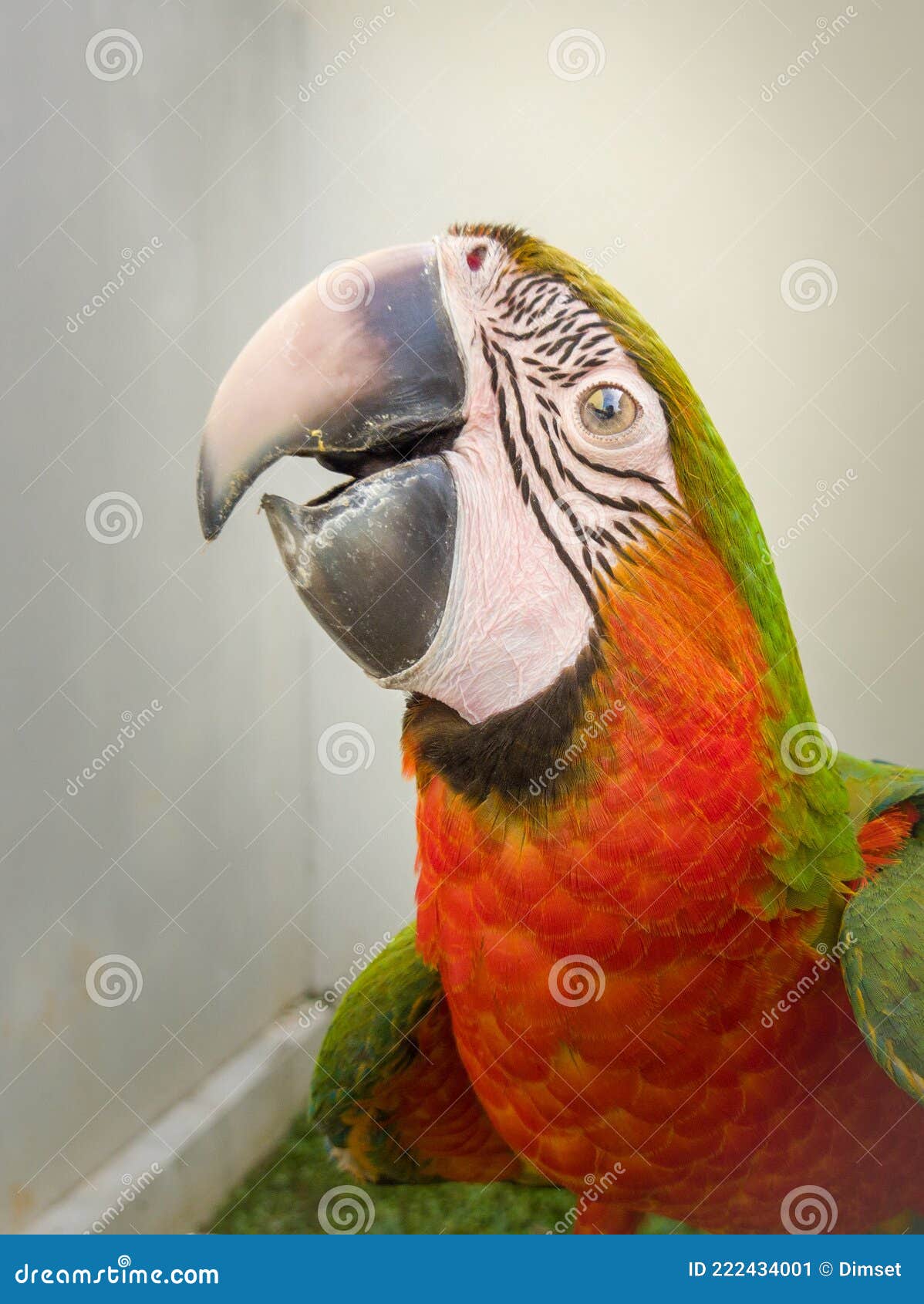 Happy bird side view stock image. Image of side, finch - 222434001