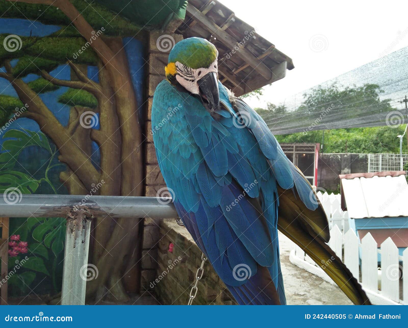 A Macaw Bird Scratch Its Back Stock Image - Image of parakeet, wildlife ...