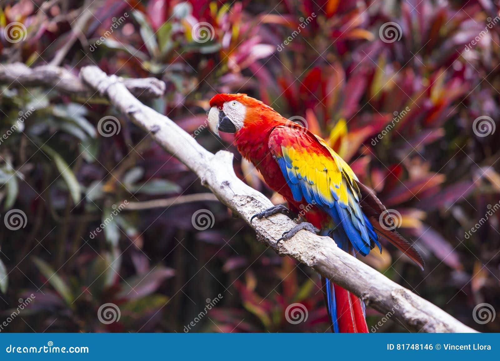 Macaw Bird Side Profile while Sitting on a Branch in a Jungle Stock ...