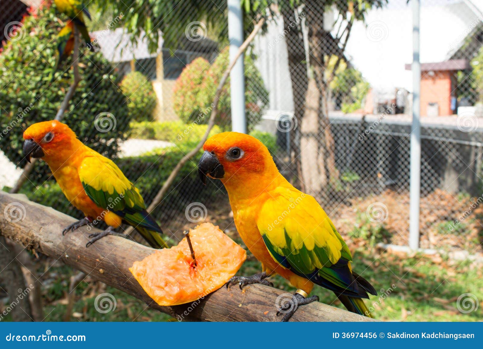Macaw Bird Sitting on the Perch Stock Photo - Image of colorful ...