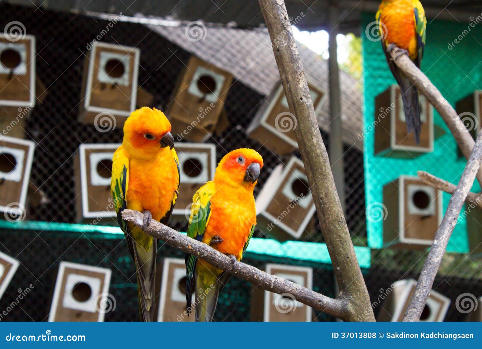 Macaw Bird Sitting on the Perch Stock Photo - Image of blueandyellow ...