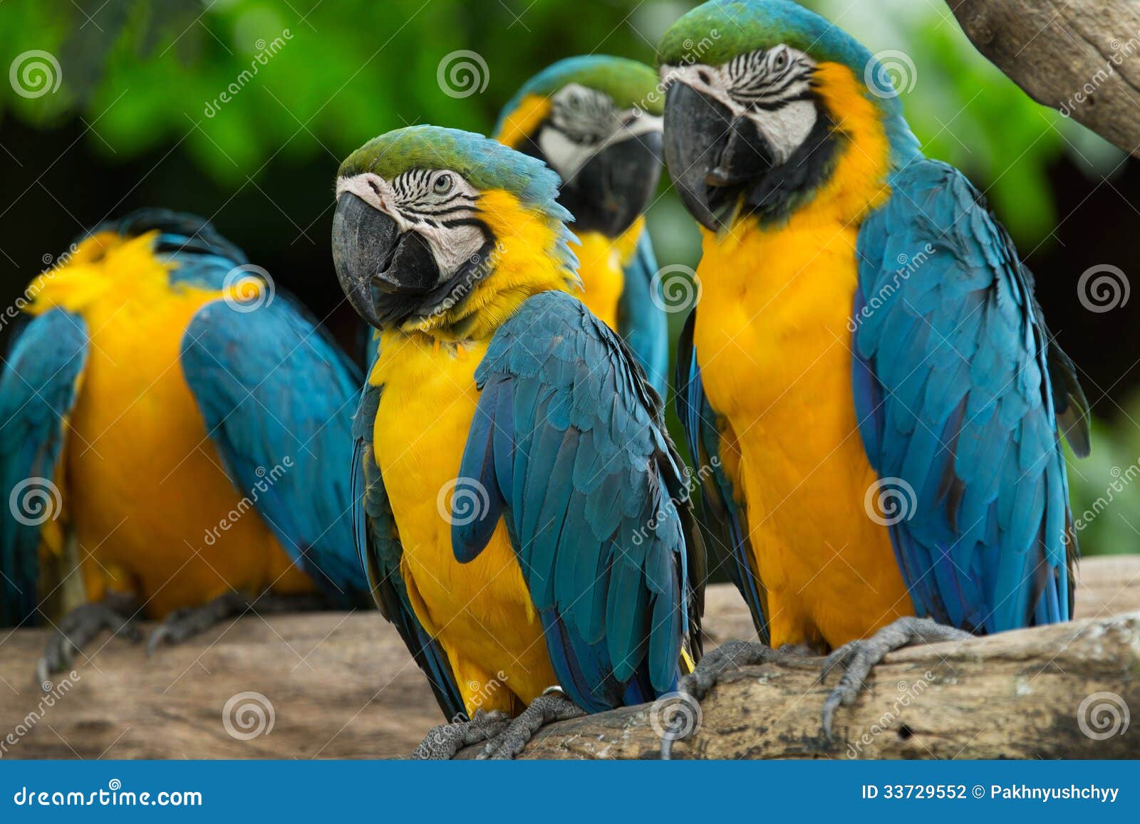 Macaw bird stock photo. Image of aviary, animal, jungle - 33729552
