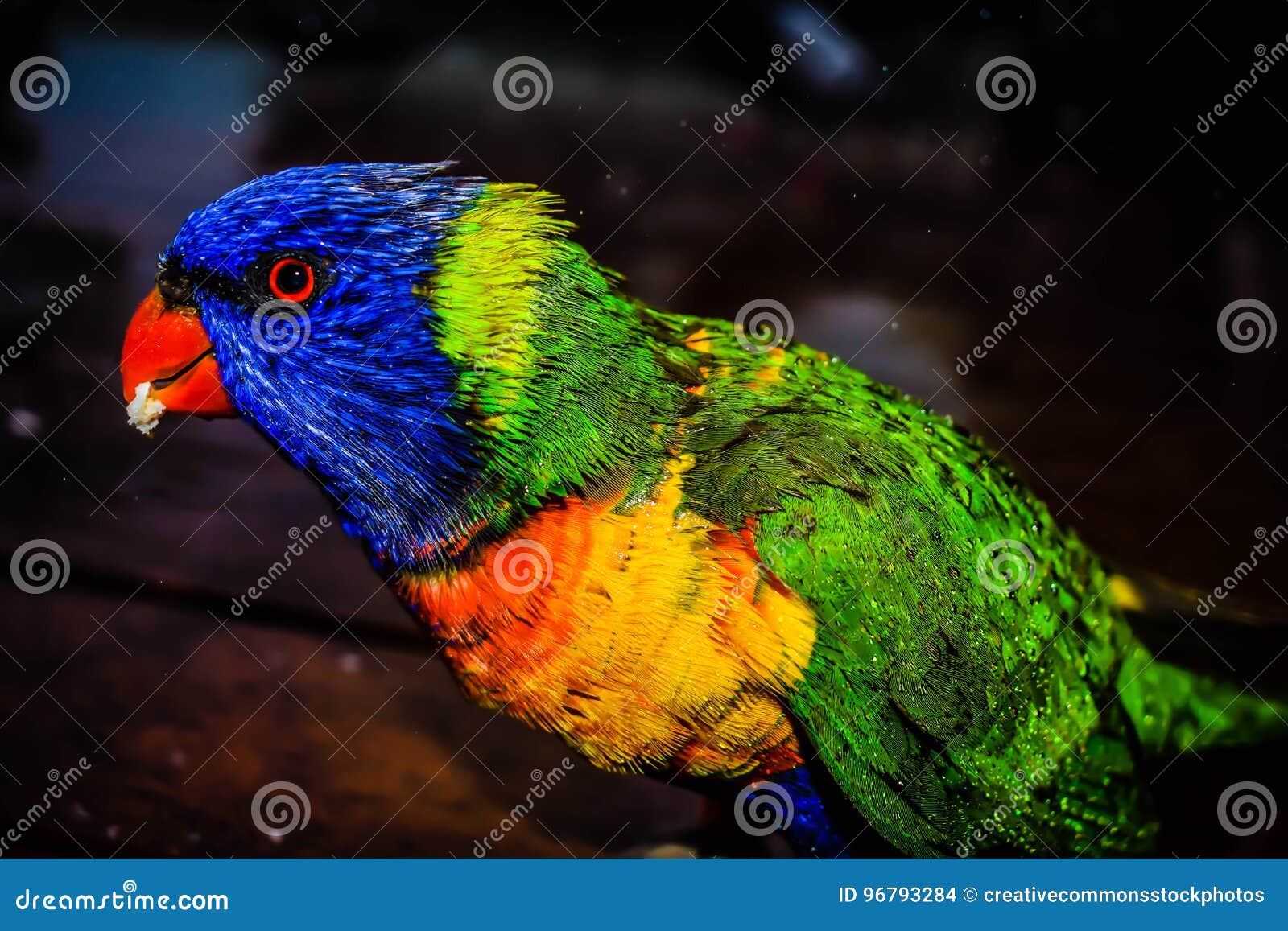 Macaw Bird Standing On Brown Wooden Table During Night Time Picture ...
