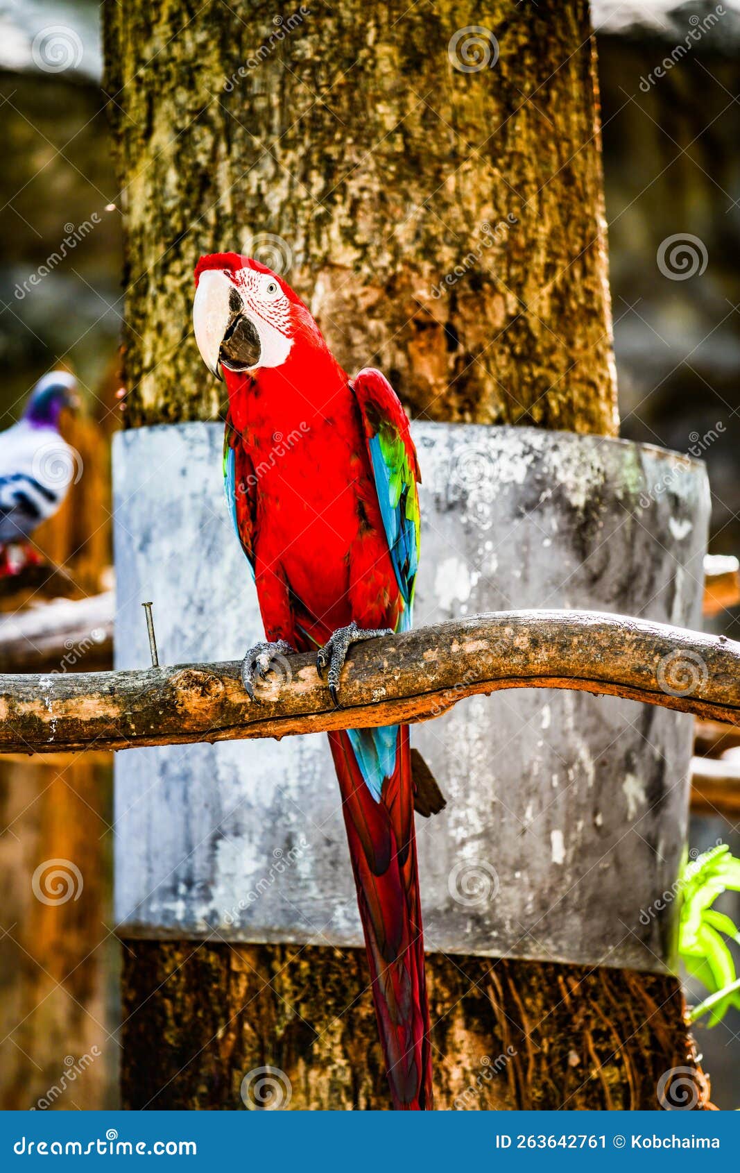 Macaw bird in Thai stock image. Image of thai, parrot - 263642761