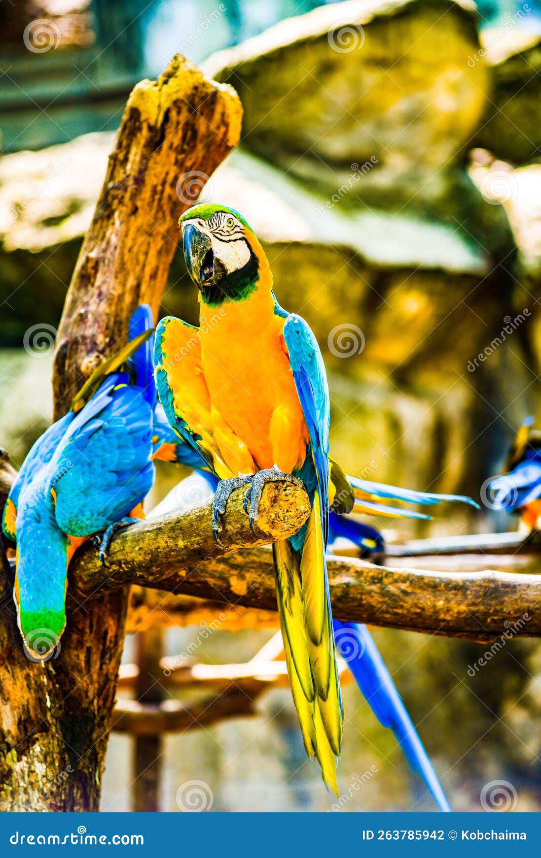 Macaw bird in Thai stock photo. Image of exotic, gold - 263785942