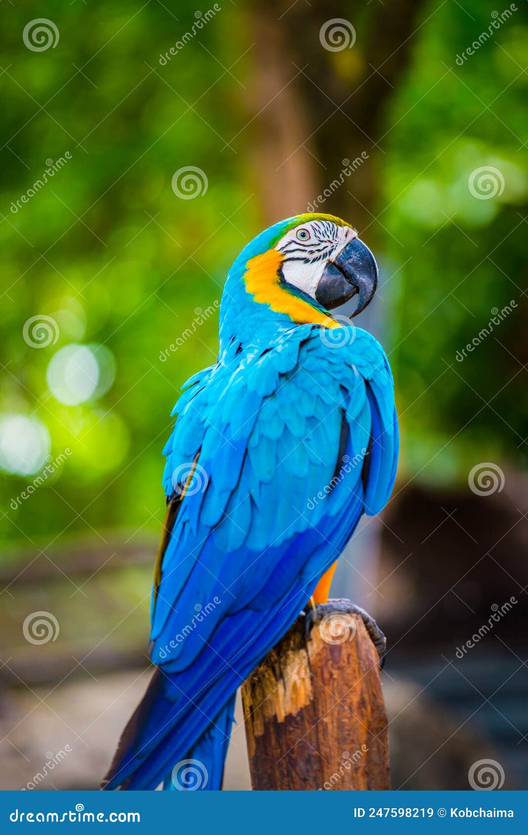 Macaw bird on tree stock image. Image of natural, macro - 247598219