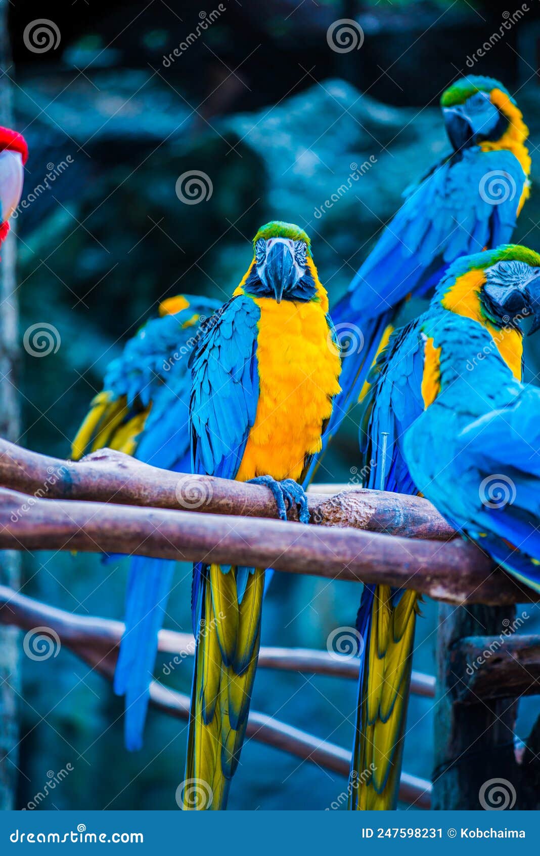 Macaw bird on tree stock image. Image of wildlife, colour - 247598231