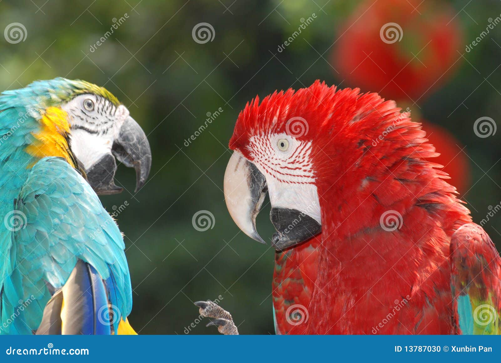 Macaw birds stock photo. Image of bright, natural, birds - 13787030