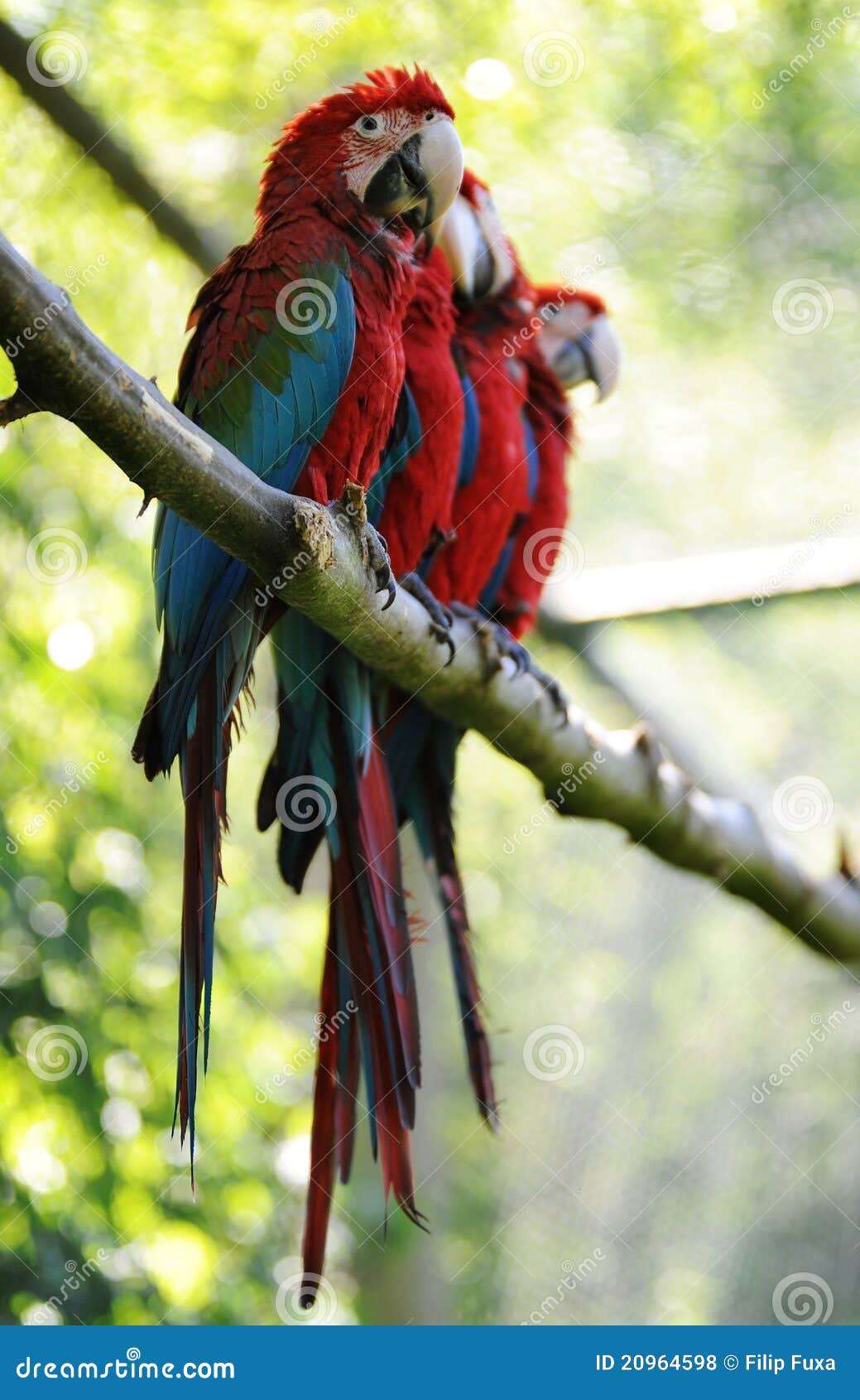 Macaw birds stock photo. Image of wild, vivid, tropics - 20964598