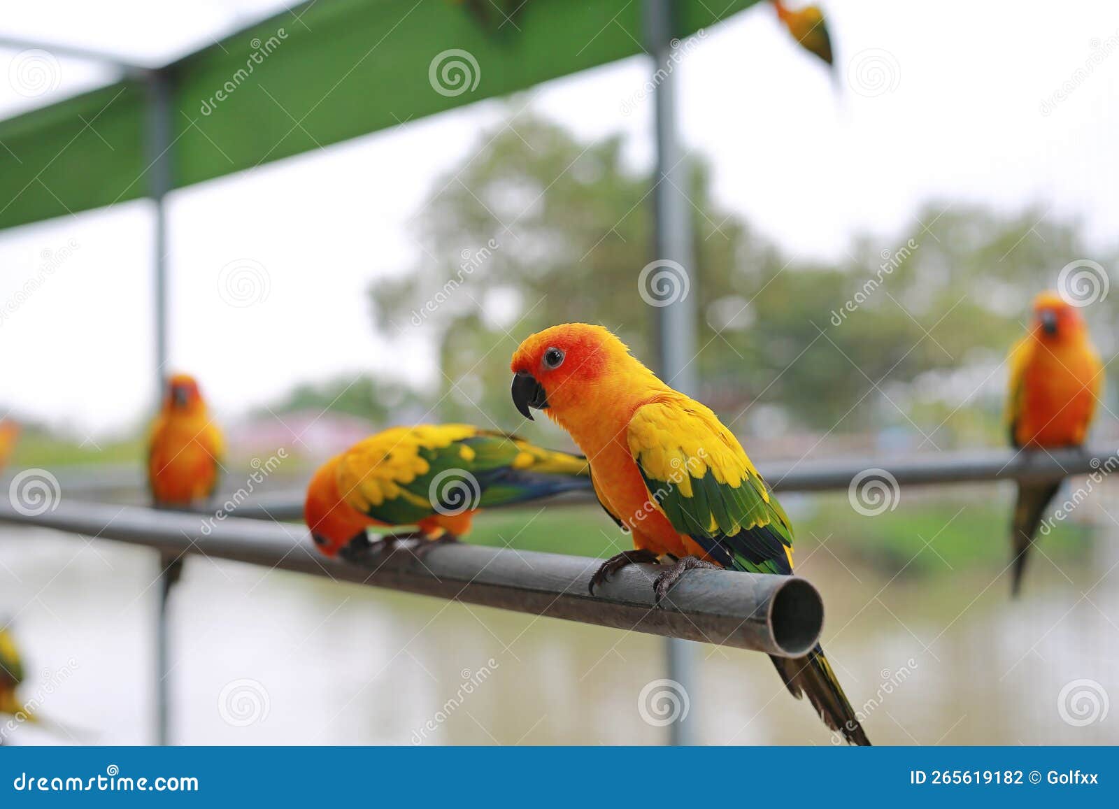 Macaw Birds Animal Catch on Iron Railing in Zoo Stock Photo - Image of ...