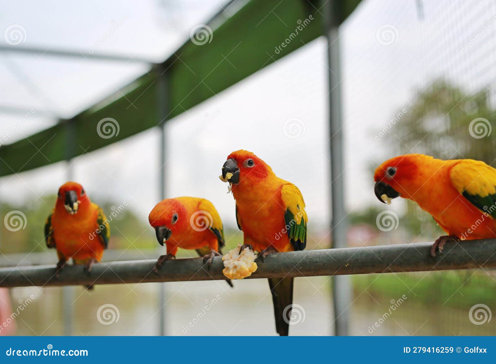 Macaw Birds Animal Catch on Iron Railing in Zoo Stock Image - Image of ...
