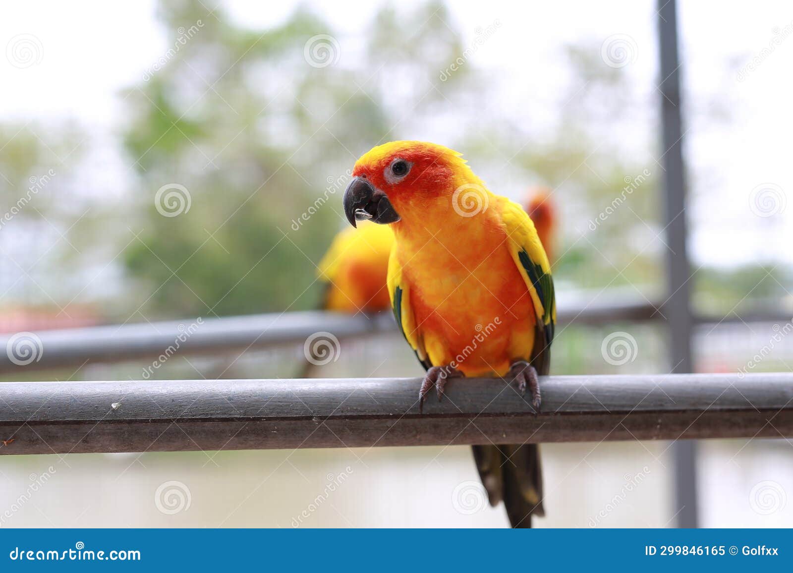 Macaw Birds Animal Catch on Iron Railing in Zoo Stock Image - Image of ...
