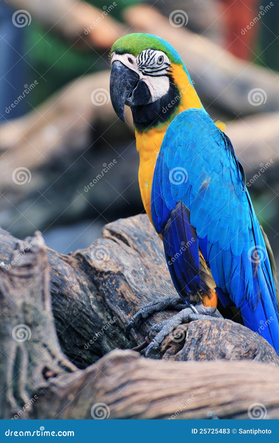 Macaw Birds [Ara ararauna] stock image. Image of nature - 25725483