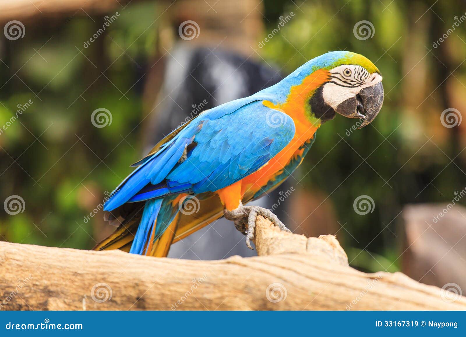Macaw birds stock image. Image of animal, fauna, colorful - 33167319