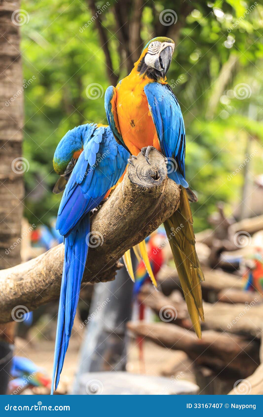 Macaw birds stock image. Image of aviary, love, jungle - 33167407